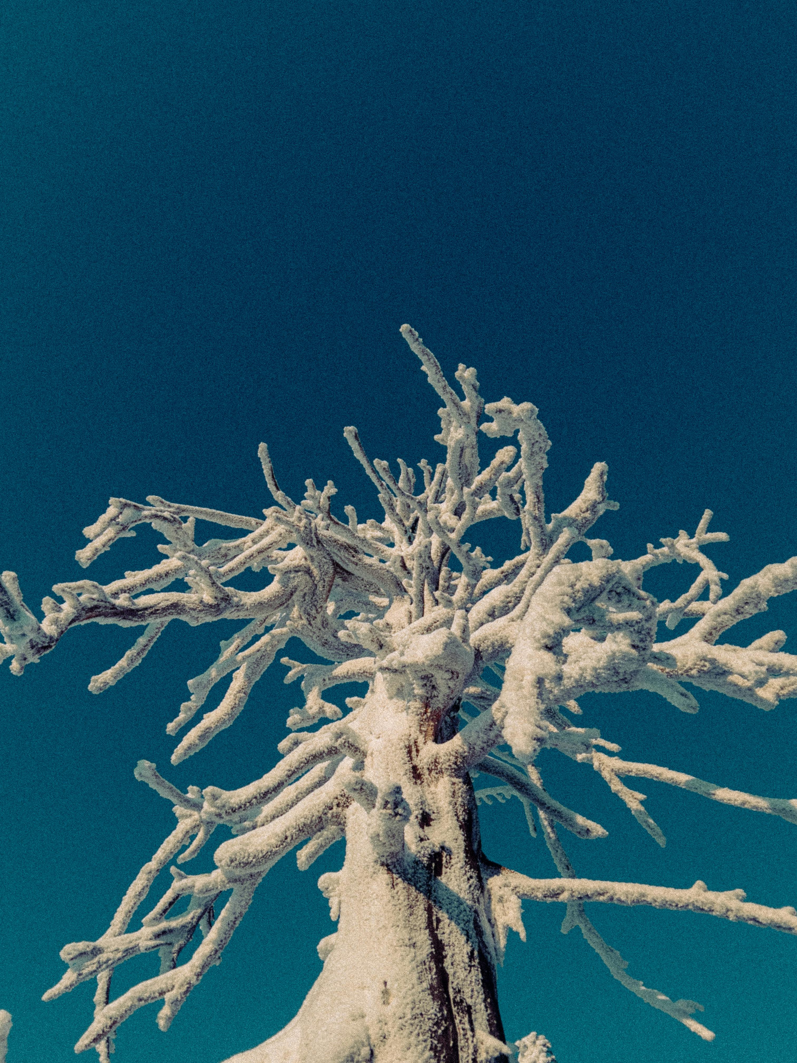 Tree in Snow under Blue Sky · Free Stock Photo