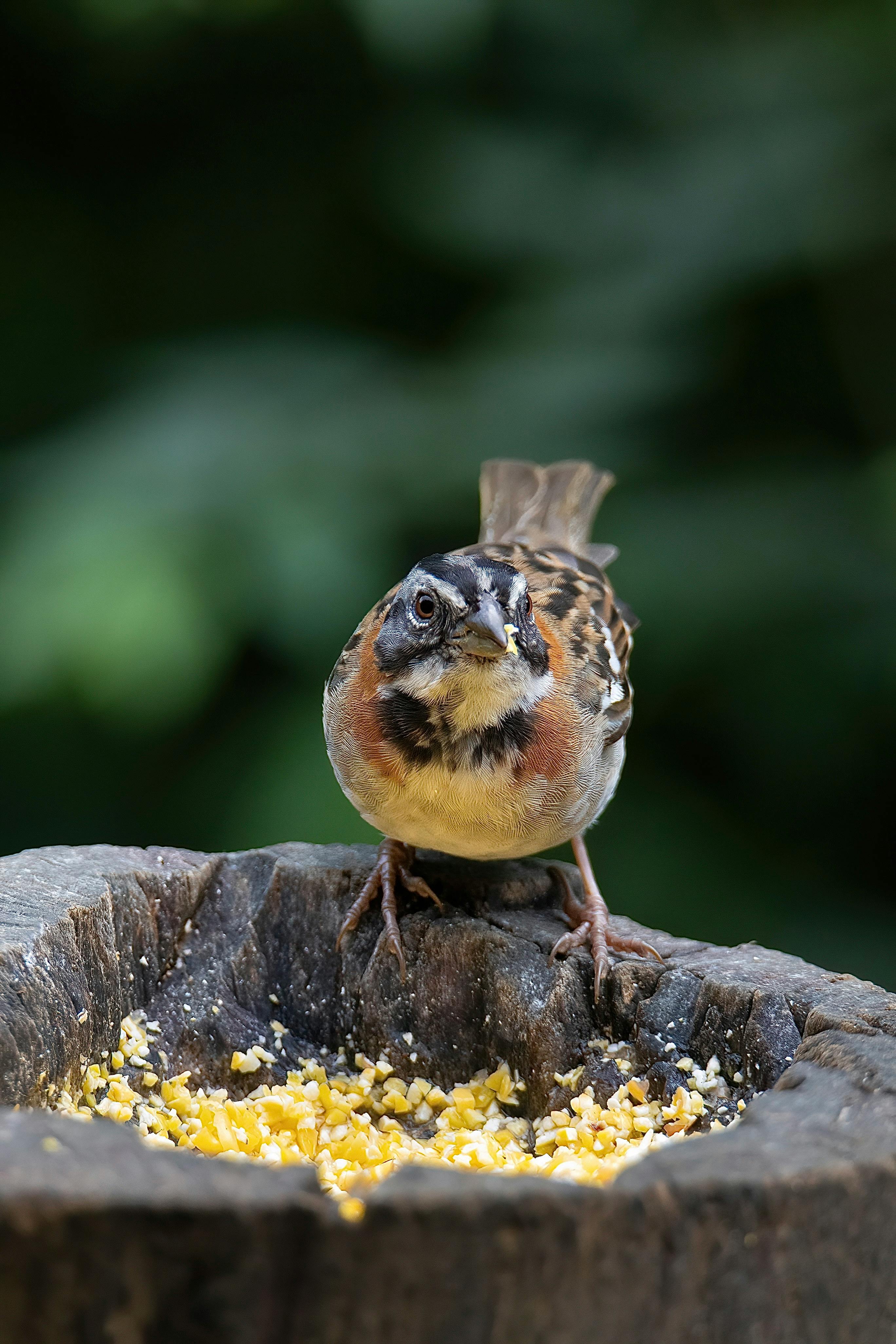 Selective Focus Photography of Red Perching Bird · Free Stock Photo