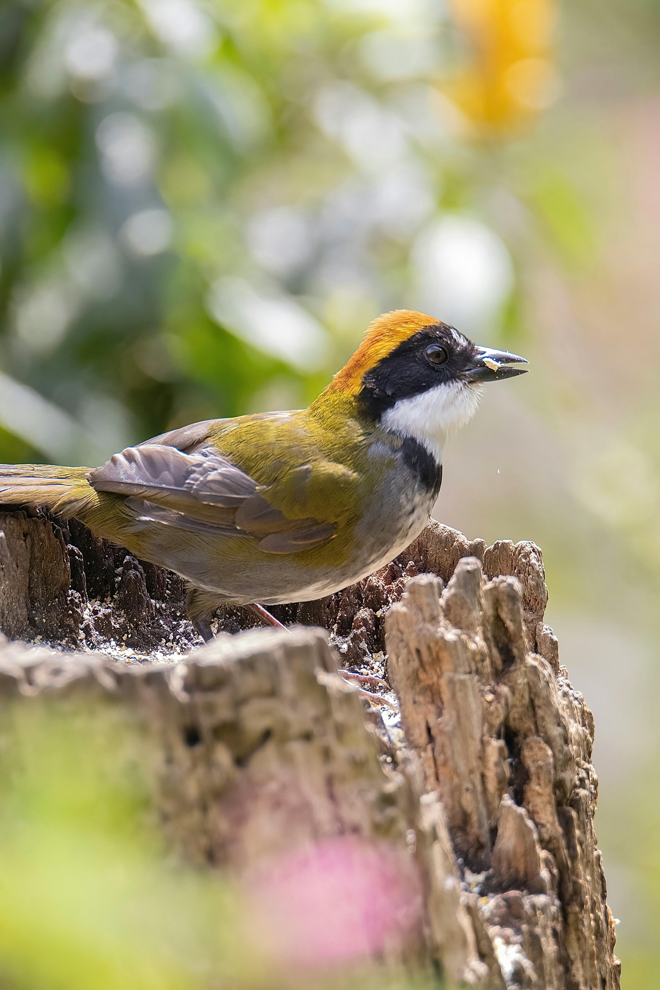 Chestnut Capped Brushfinch Photos, Download The BEST Free Chestnut ...