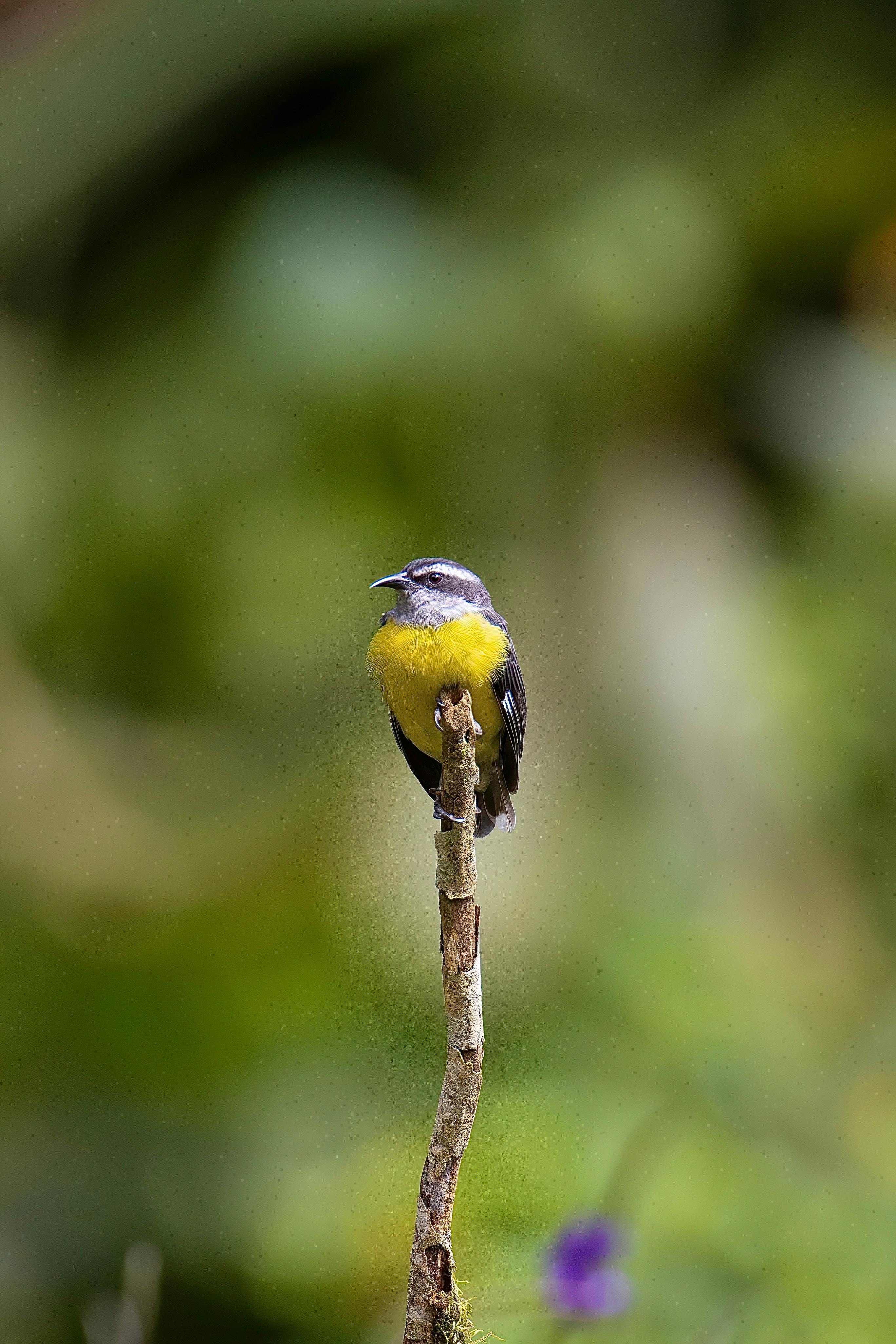 Selective Focus Photography of Red Perching Bird · Free Stock Photo