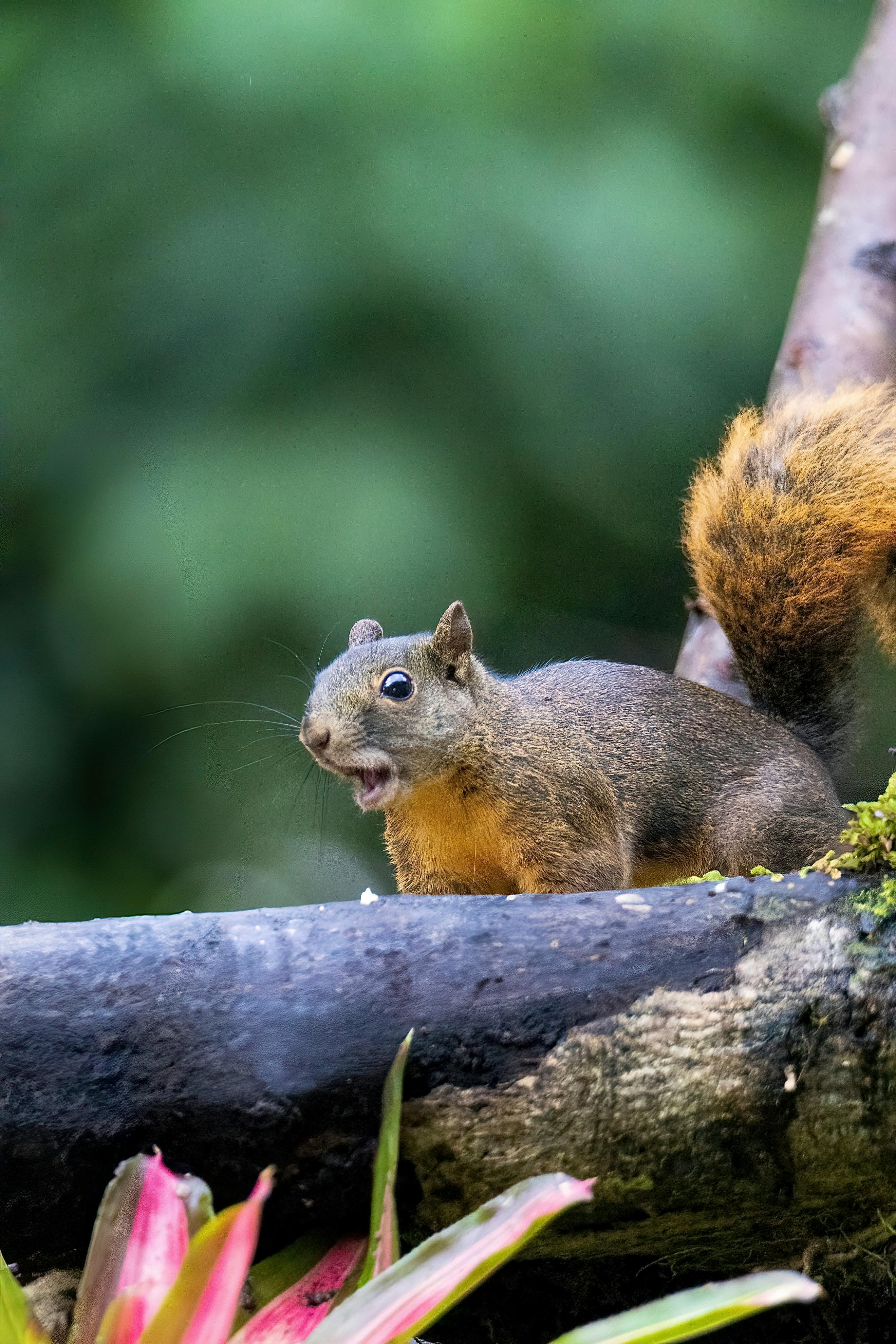 Squirrel in Summer · Free Stock Photo