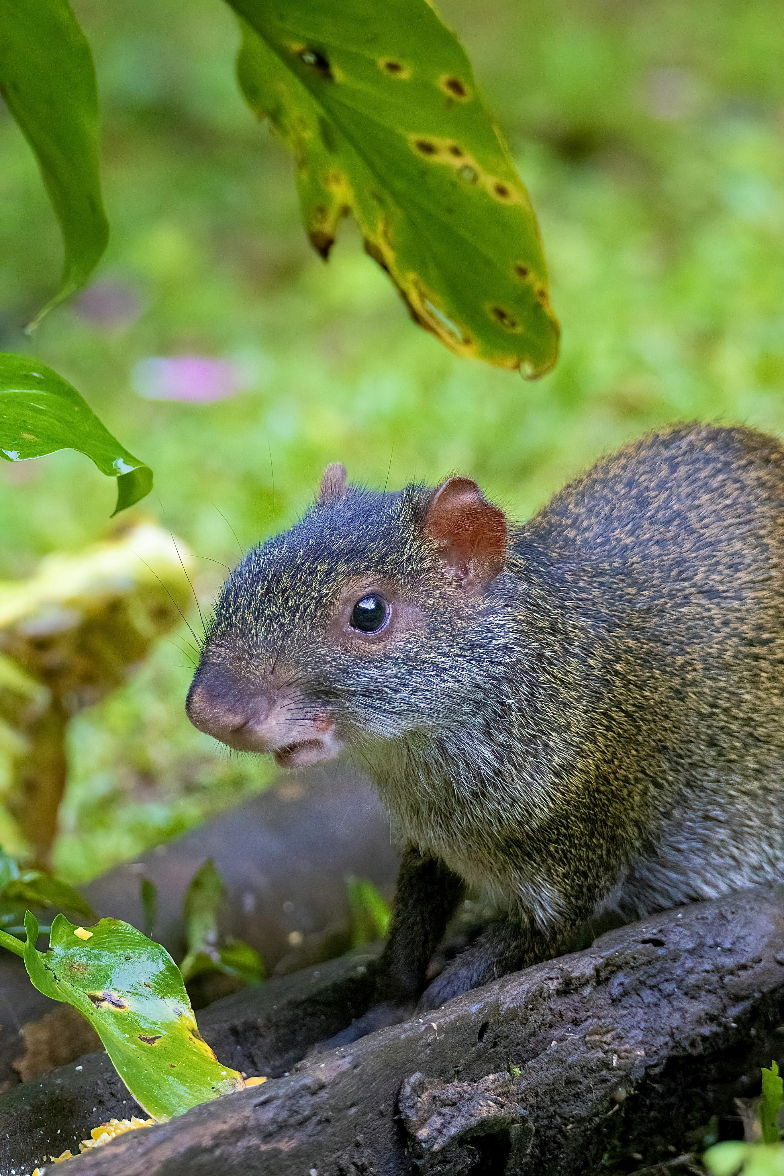 Black Agouti in Nature · Free Stock Photo