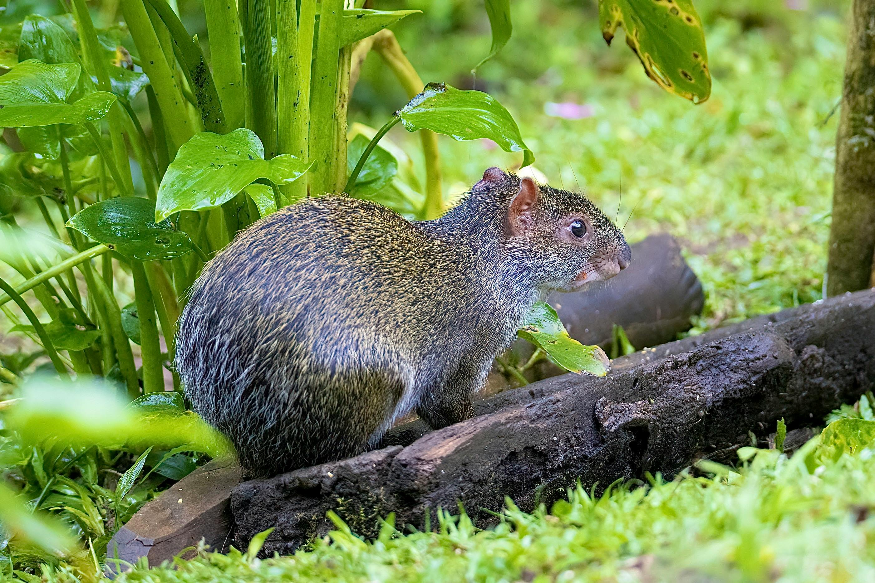 Agouti in Summer · Free Stock Photo