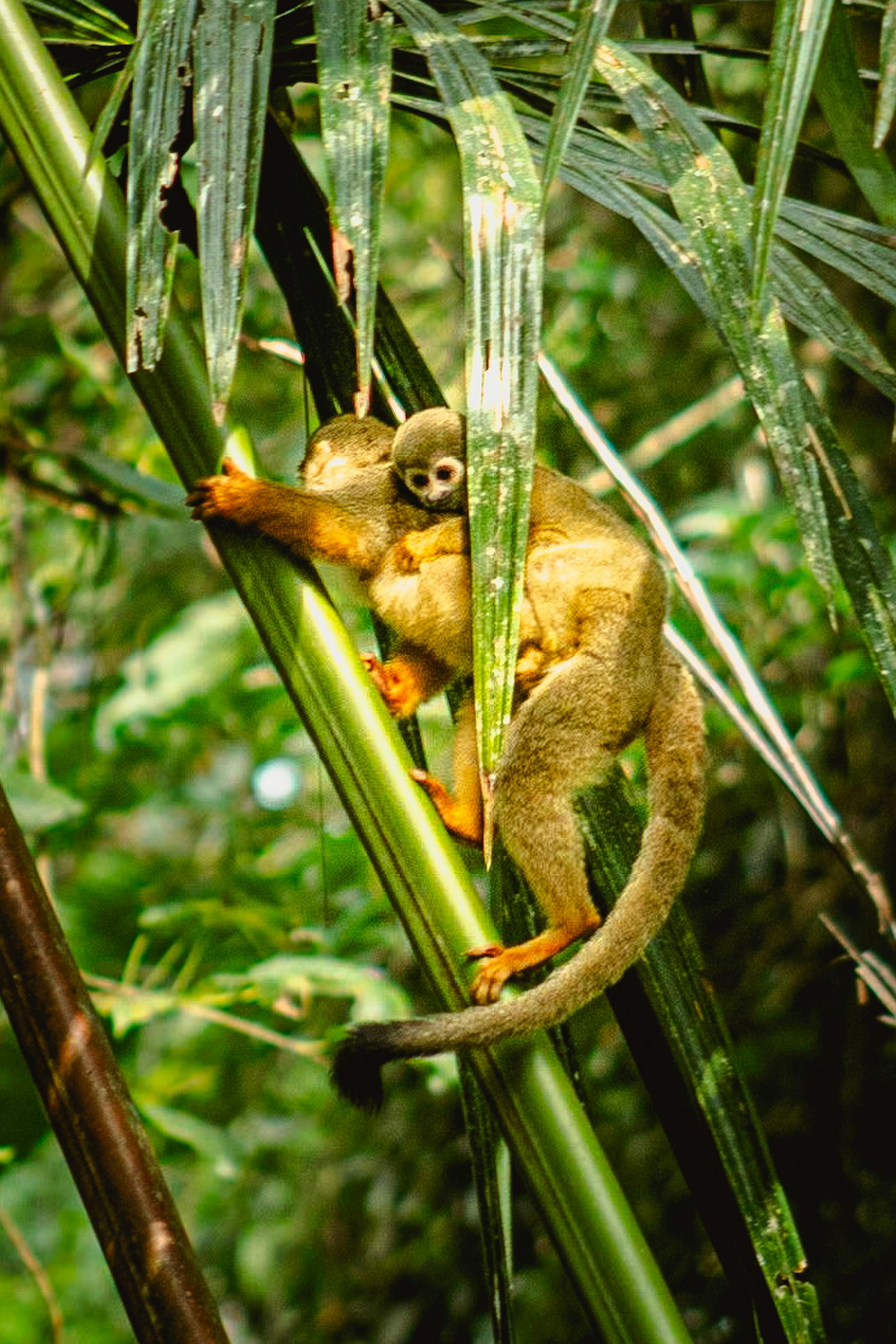 Monkeys Climbing Tree · Free Stock Photo