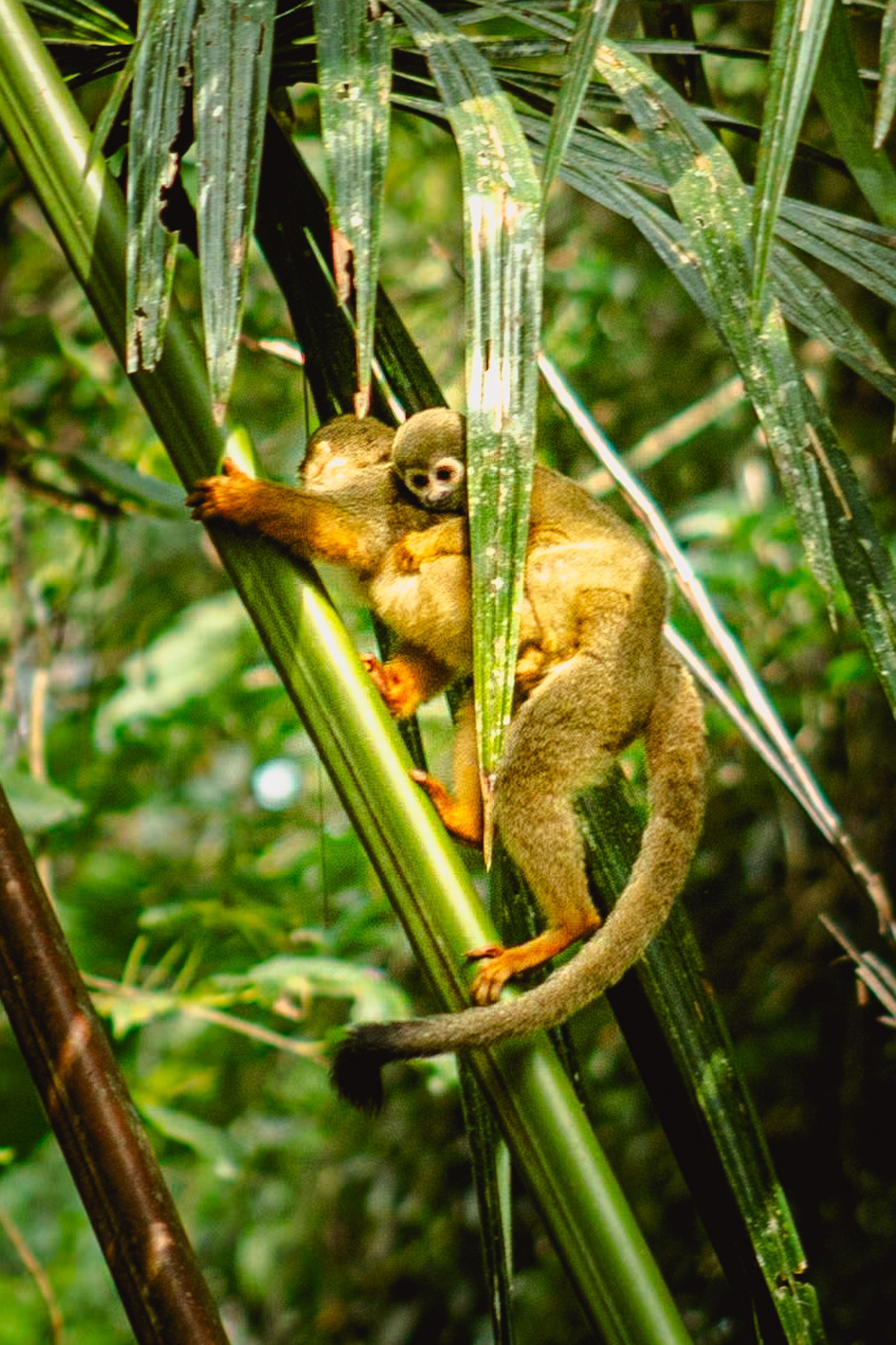 A small monkey is climbing up a tree · Free Stock Photo
