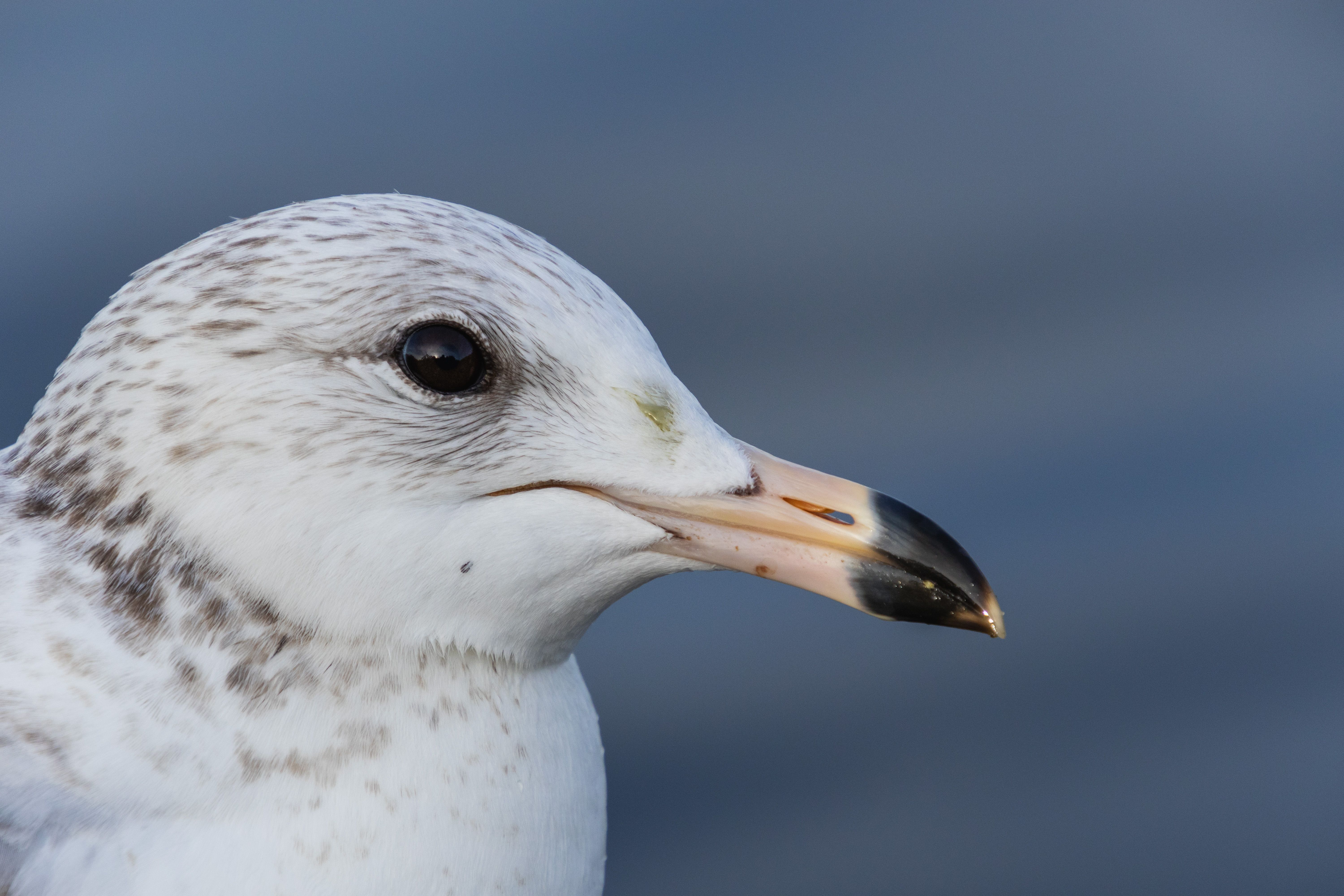 Close-up Photography of a Bird · Free Stock Photo