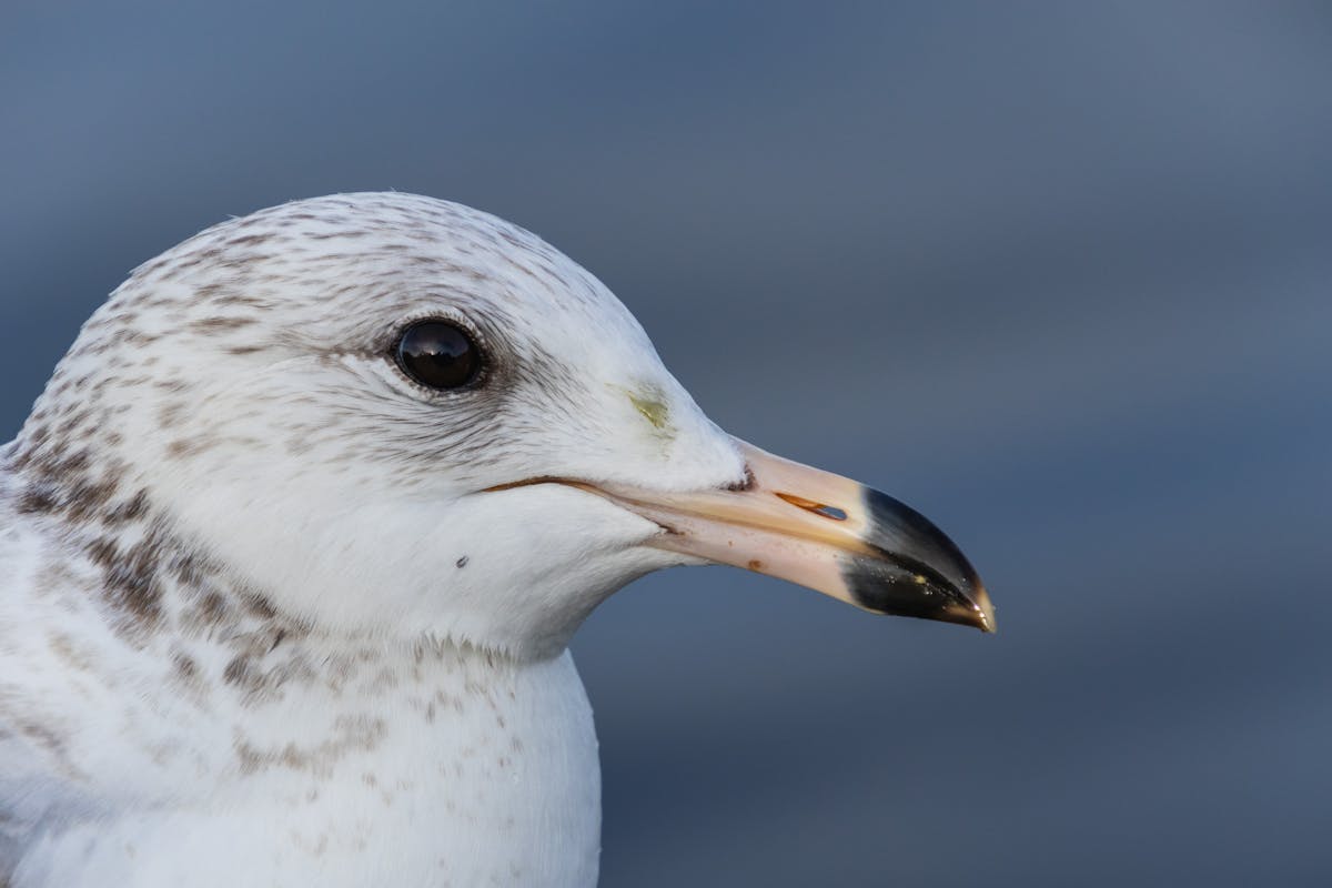 Free Backdrop Photos, Download The BEST Free Free Backdrop Stock Photos ...