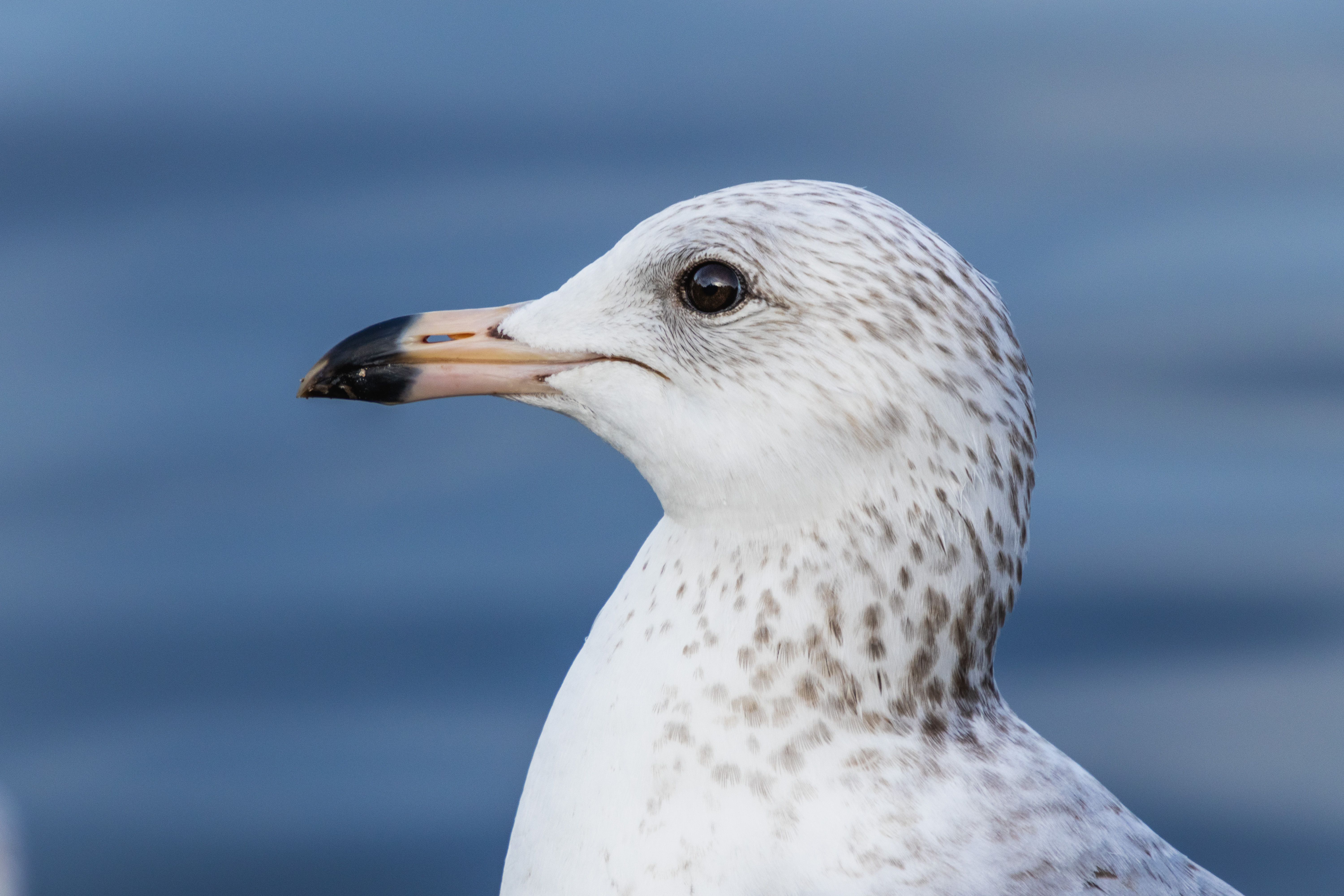 Portrait of Seagull · Free Stock Photo
