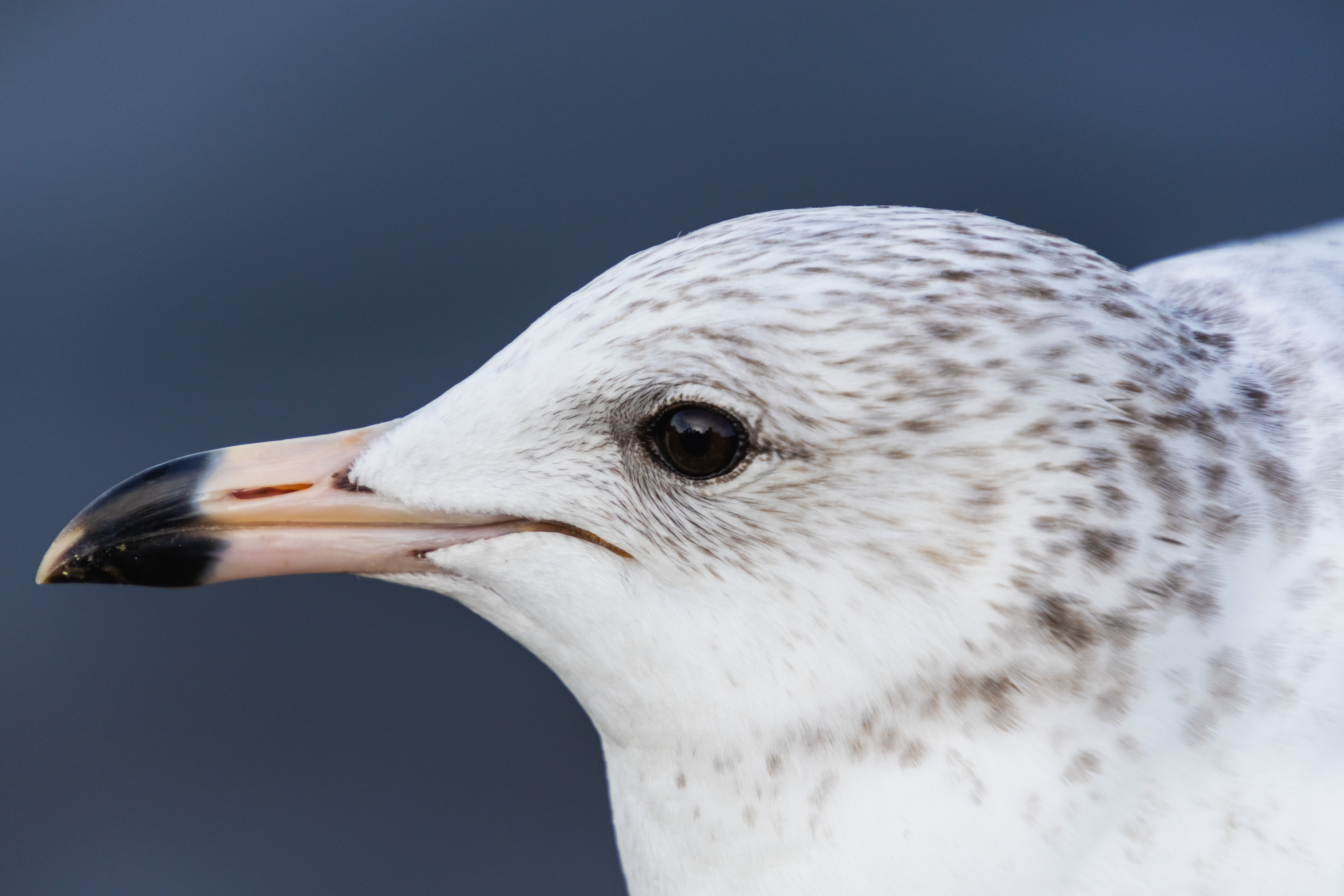 A close up of a seagull's head · Free Stock Photo