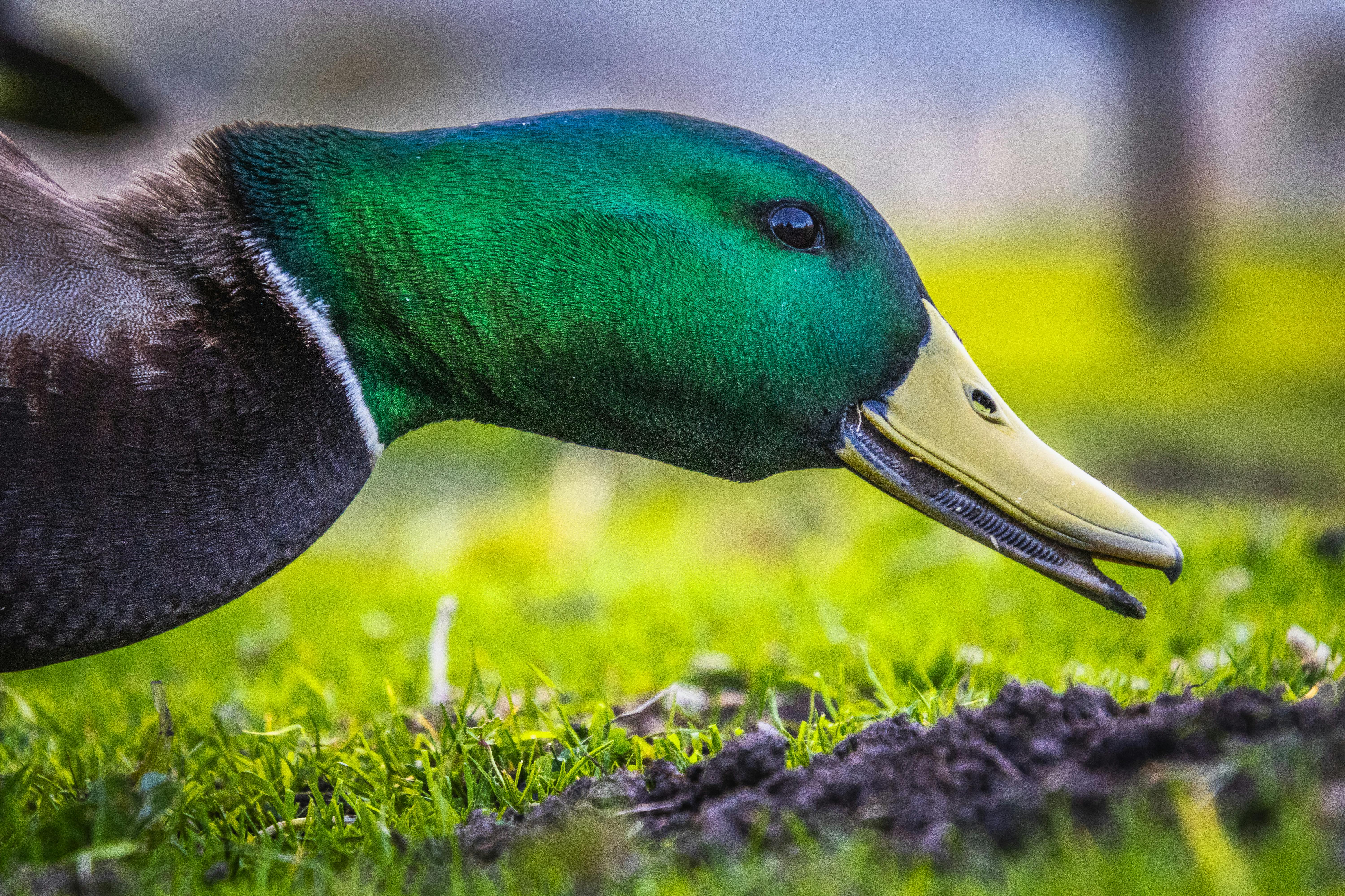 Gray Mallard Ducks · Free Stock Photo