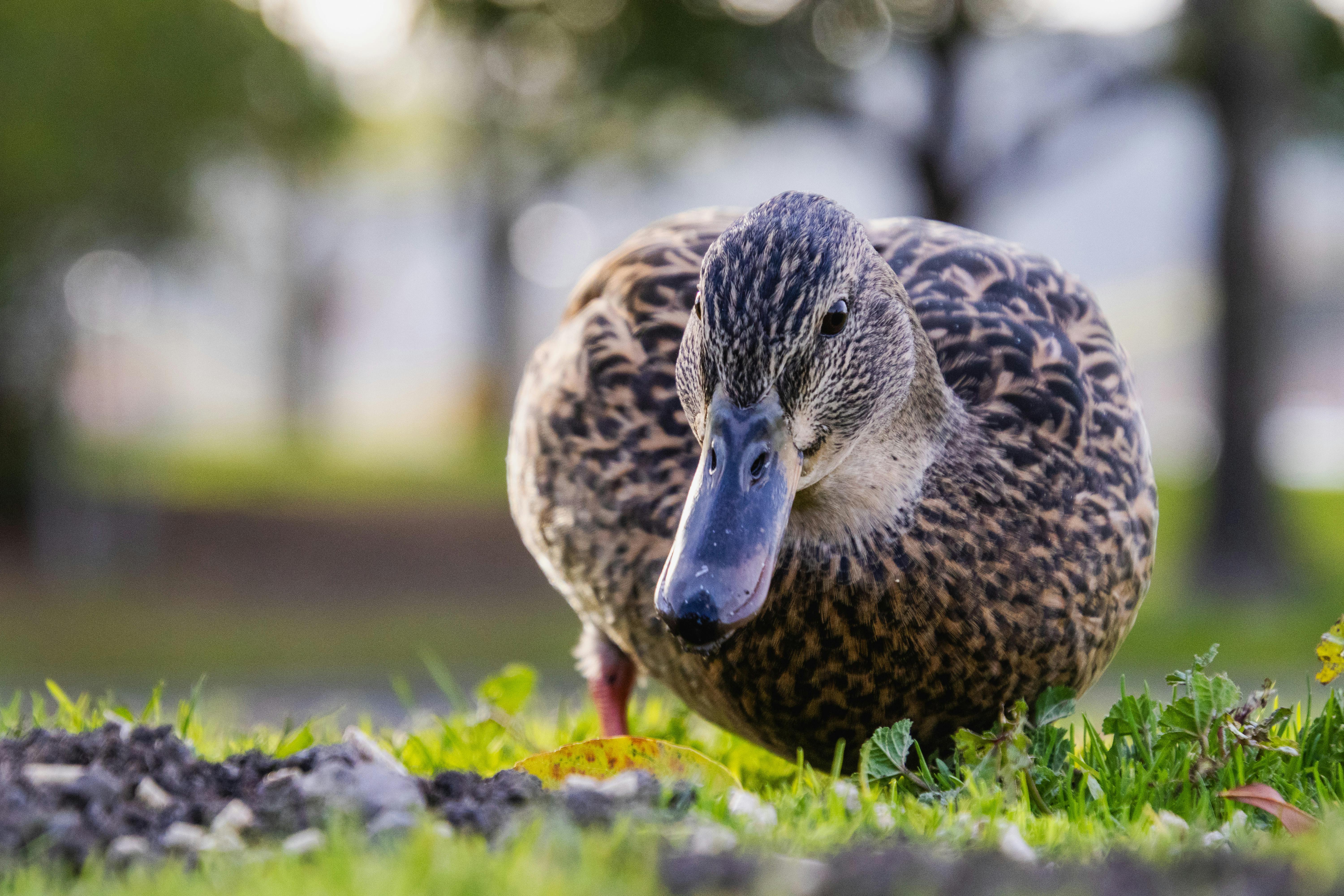 Mallard Duck Foraging in Grass · Free Stock Photo