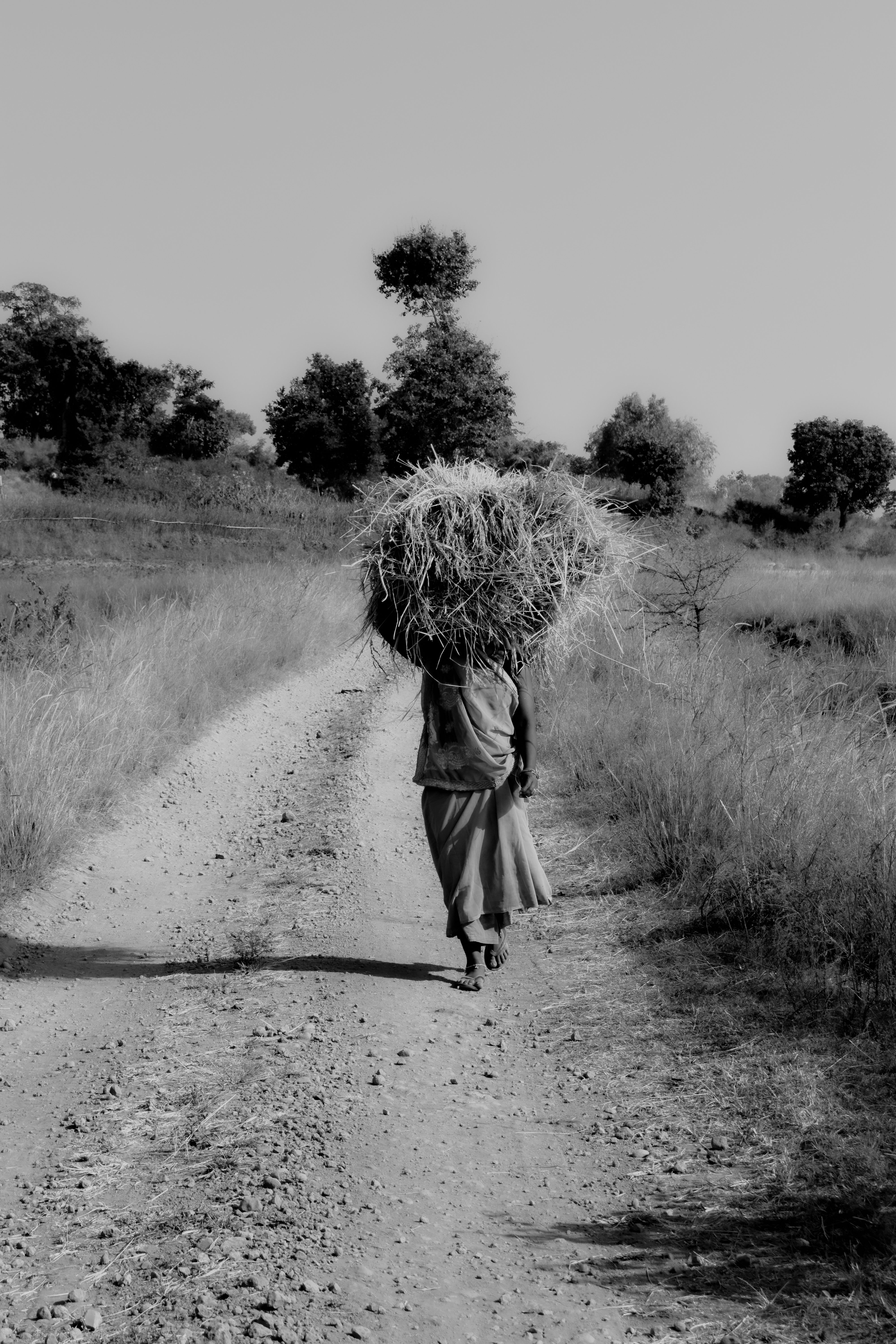 Woman Carrying Hay on Shoulder · Free Stock Photo