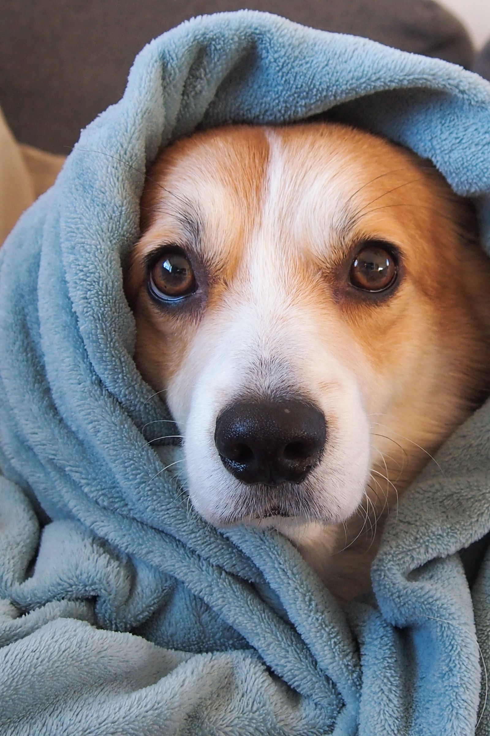Blanket Covering Dog Photos, Download The BEST Free Blanket Covering ...