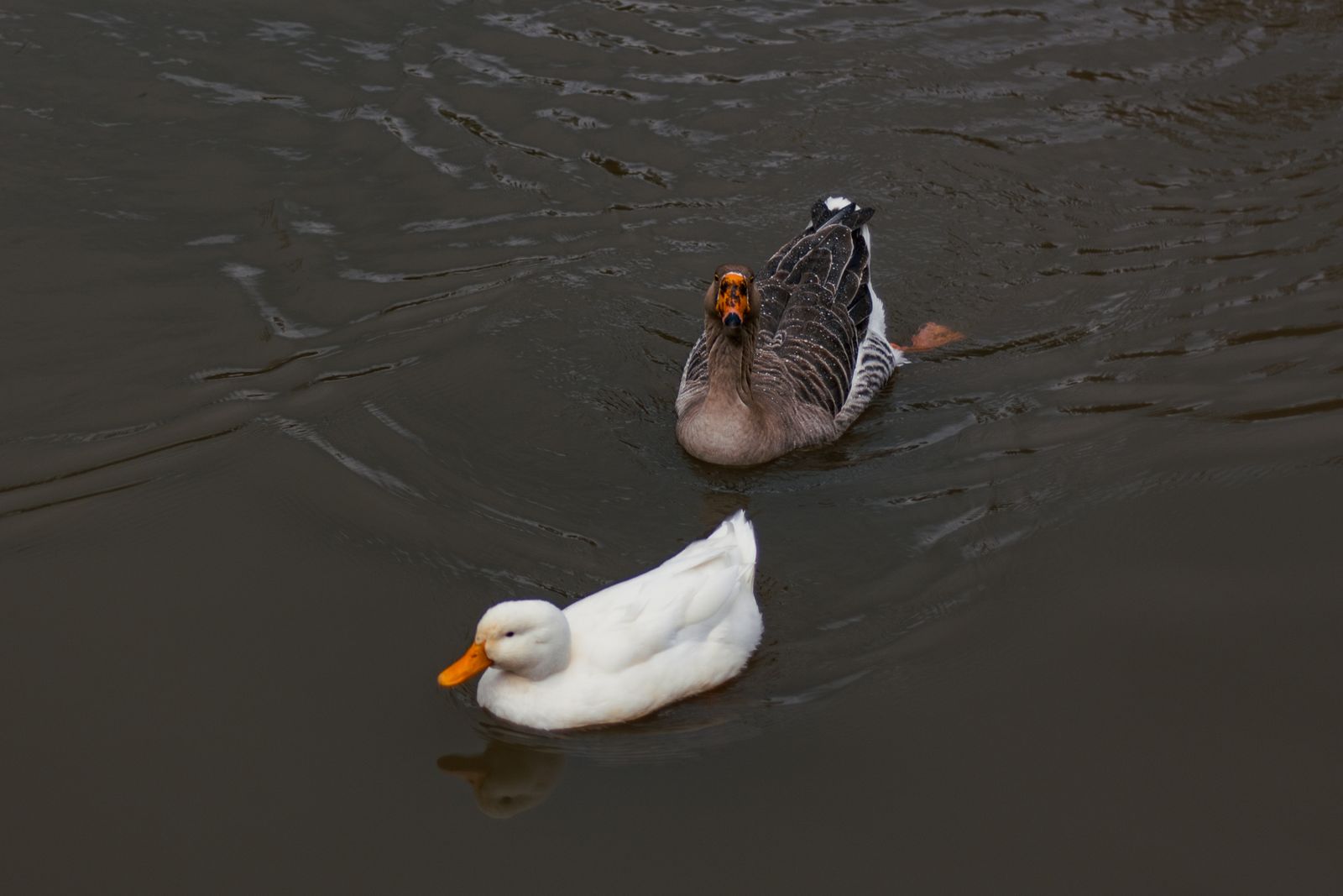 87.734+ Fotos y Imágenes de Pareja de patos Gratis · Banco de Fotos Gratis