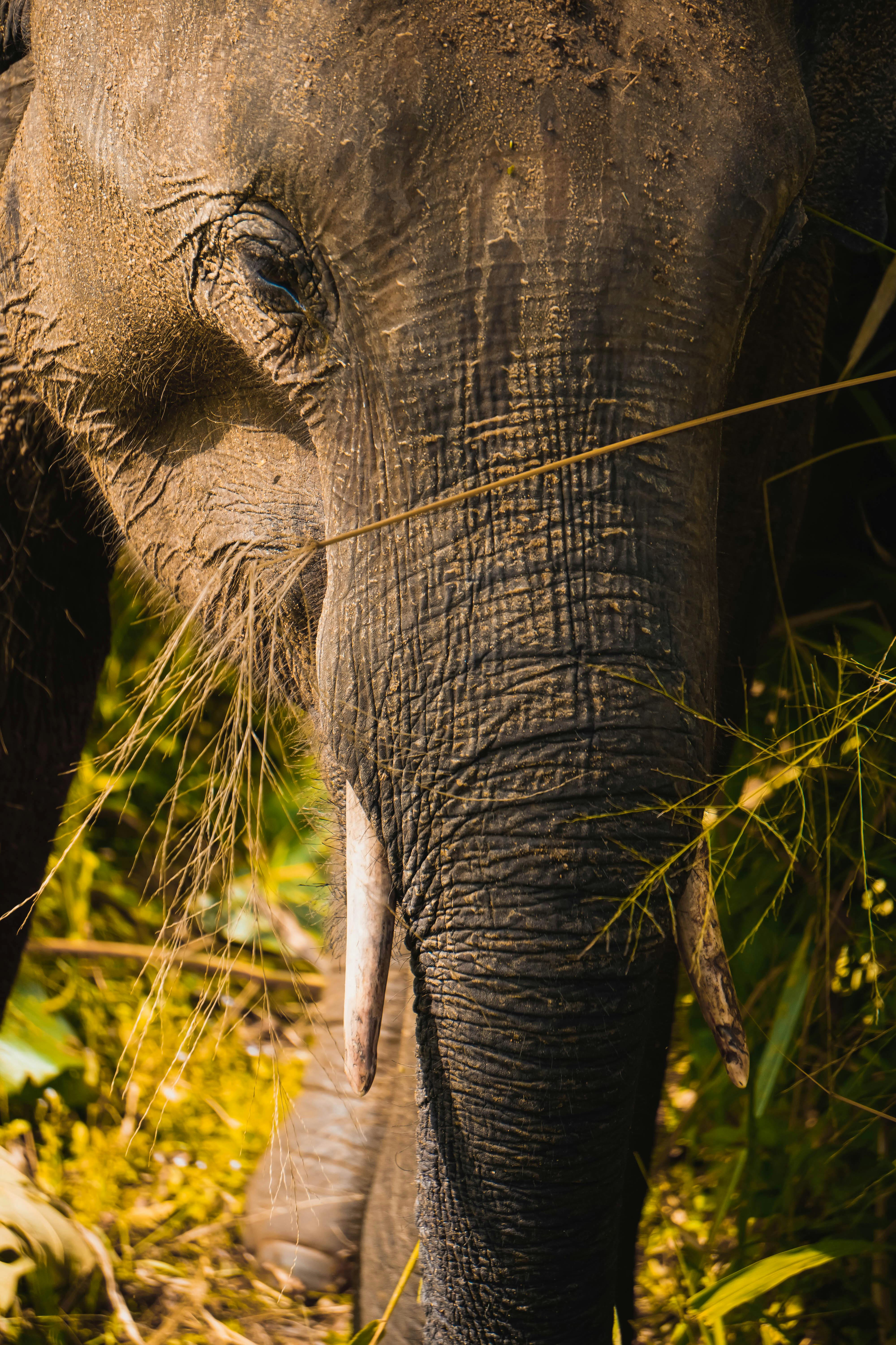 Trunk of Elephant · Free Stock Photo
