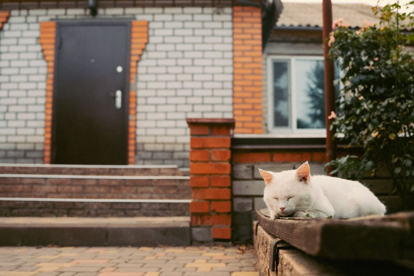 Cat In The House Photos, Download The BEST Free Cat In The House Stock ...