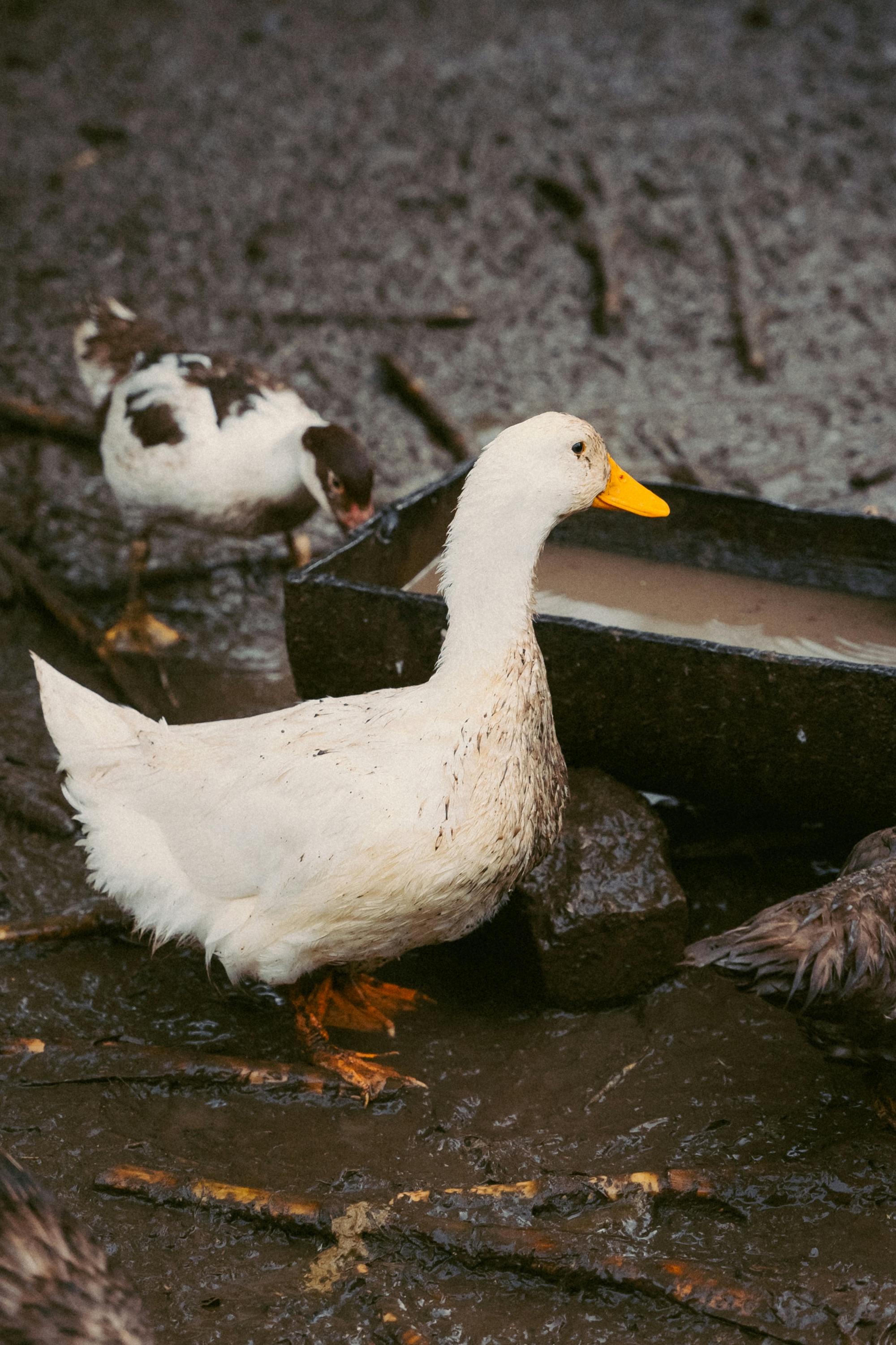 Photo of Ducks on a Farm · Free Stock Photo