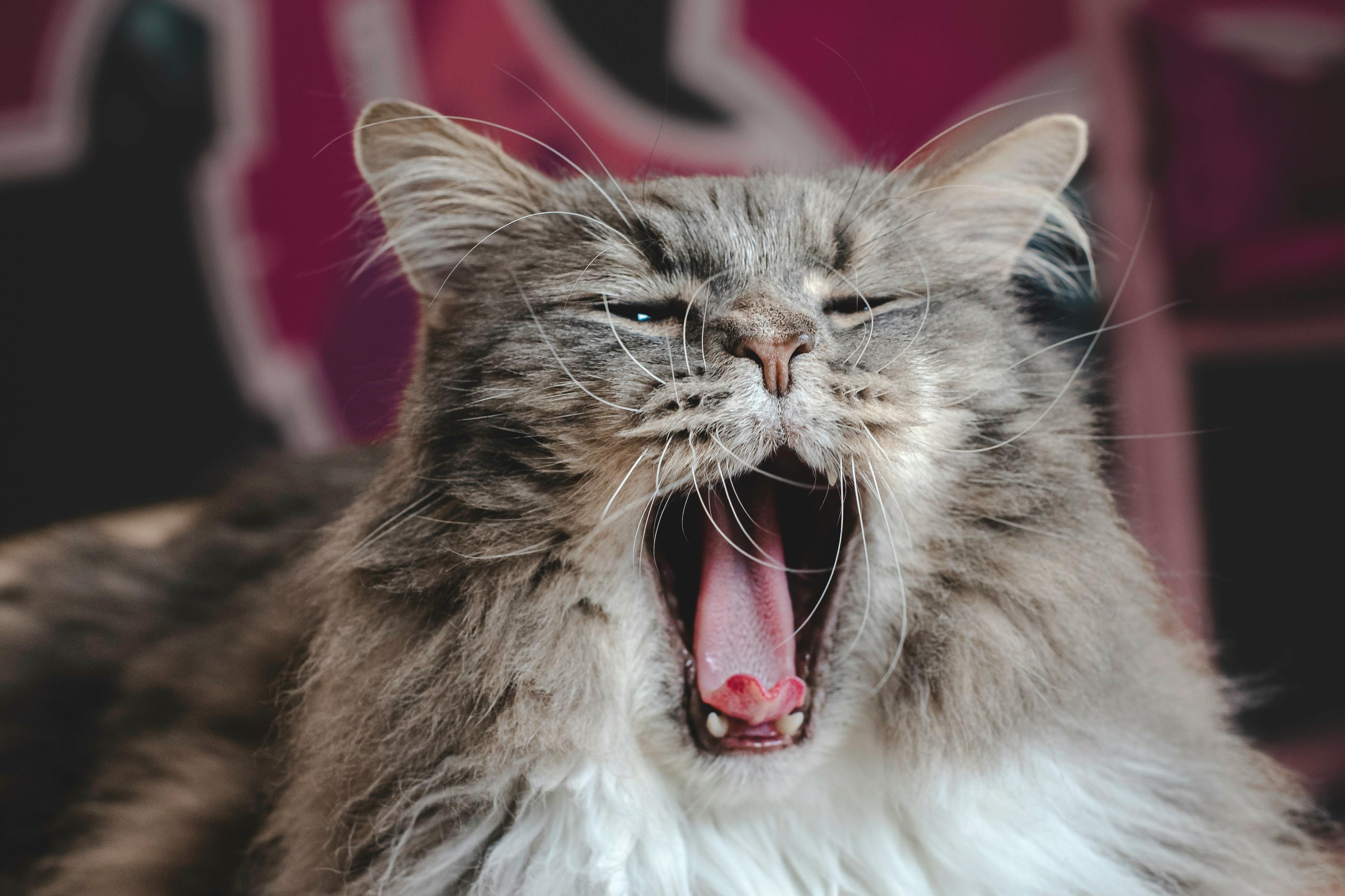 Selective Focus Photo Of Yawning Cat · Free Stock Photo