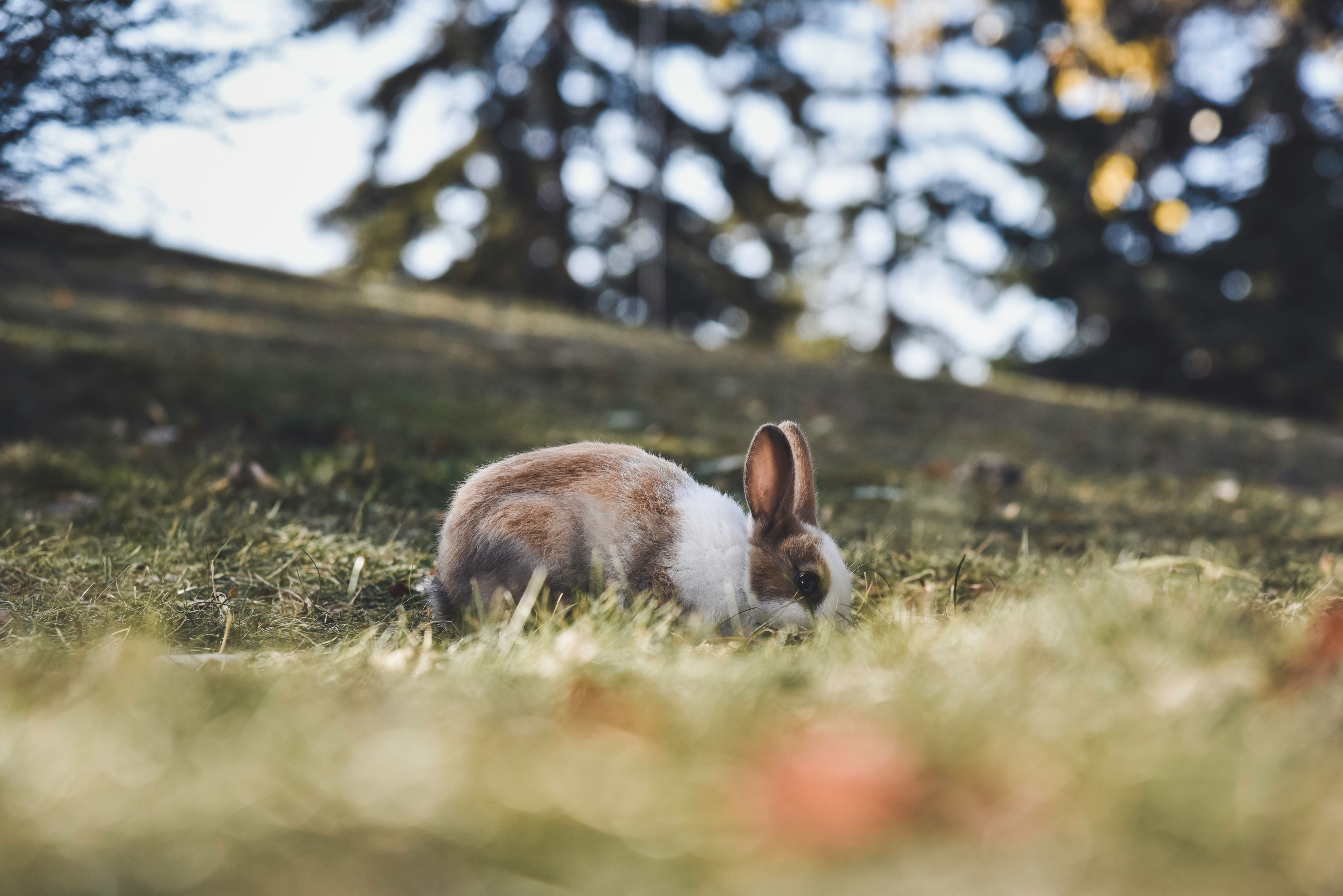 Beige Rabbit Resting on Green Grasses during Daytime · Free Stock Photo