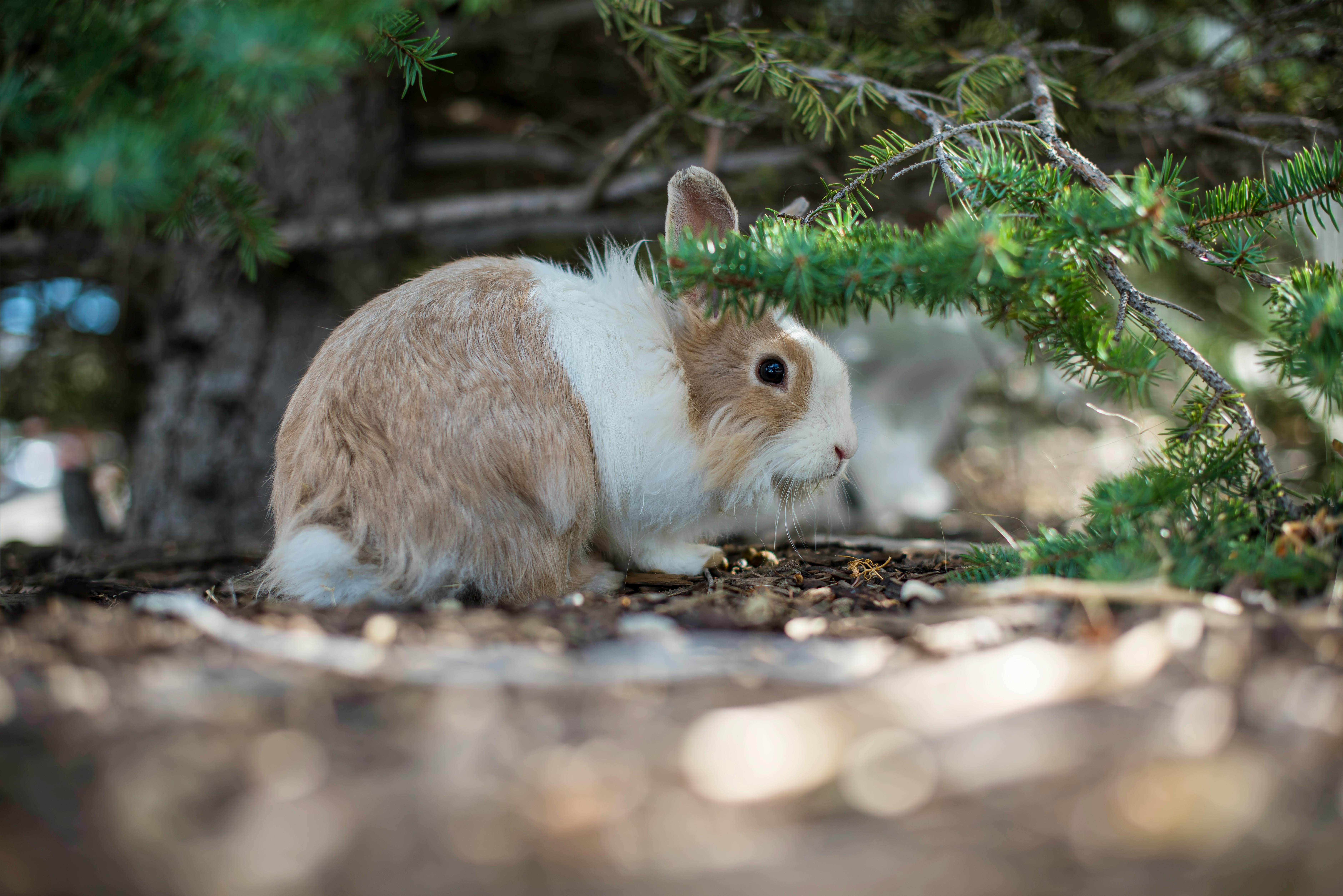 White Black and Brown Rabbit Near Brown Wooden Fence · Free Stock Photo