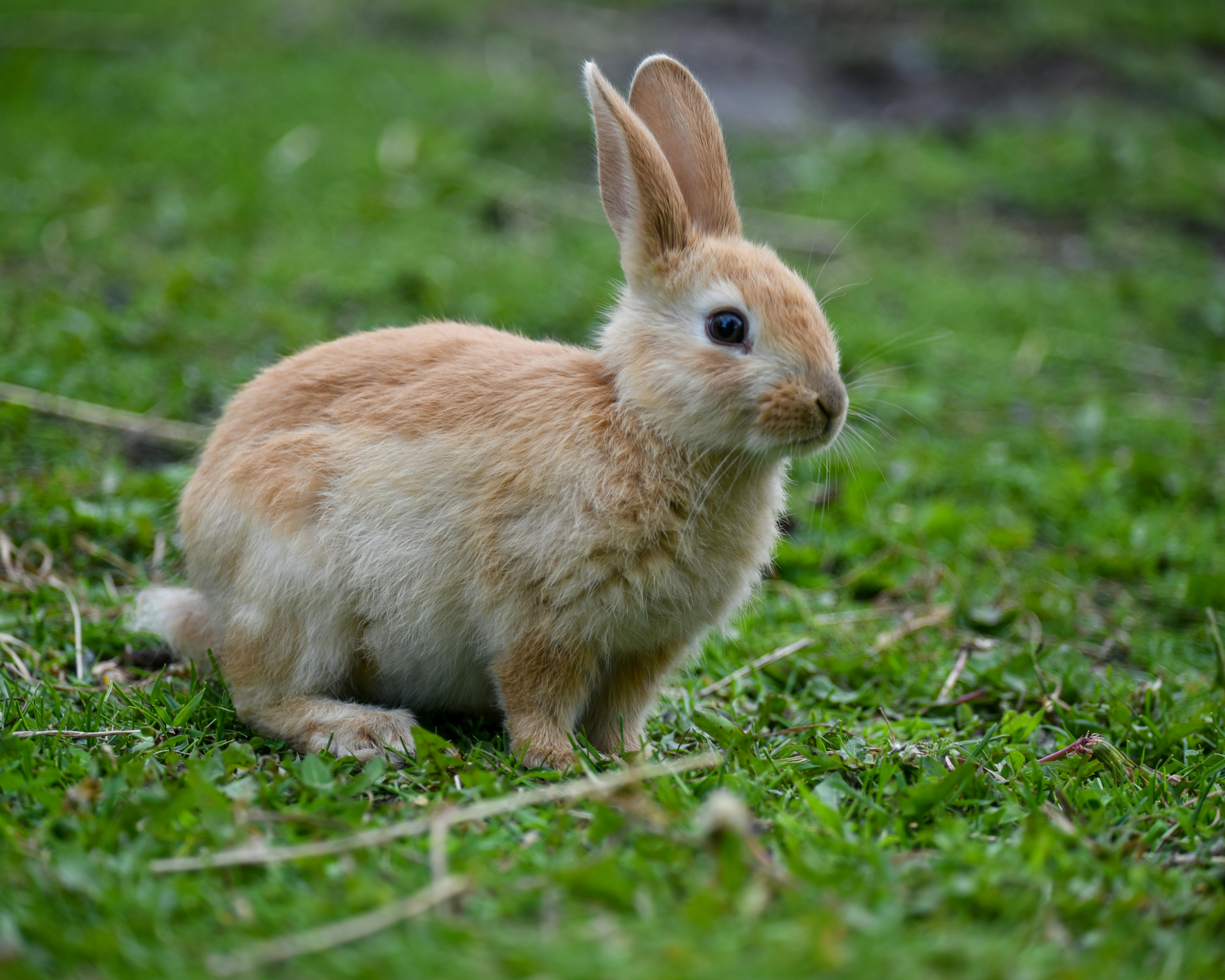 Shallow Focus Photography of Black Rabbit Facing Sideways · Free Stock ...