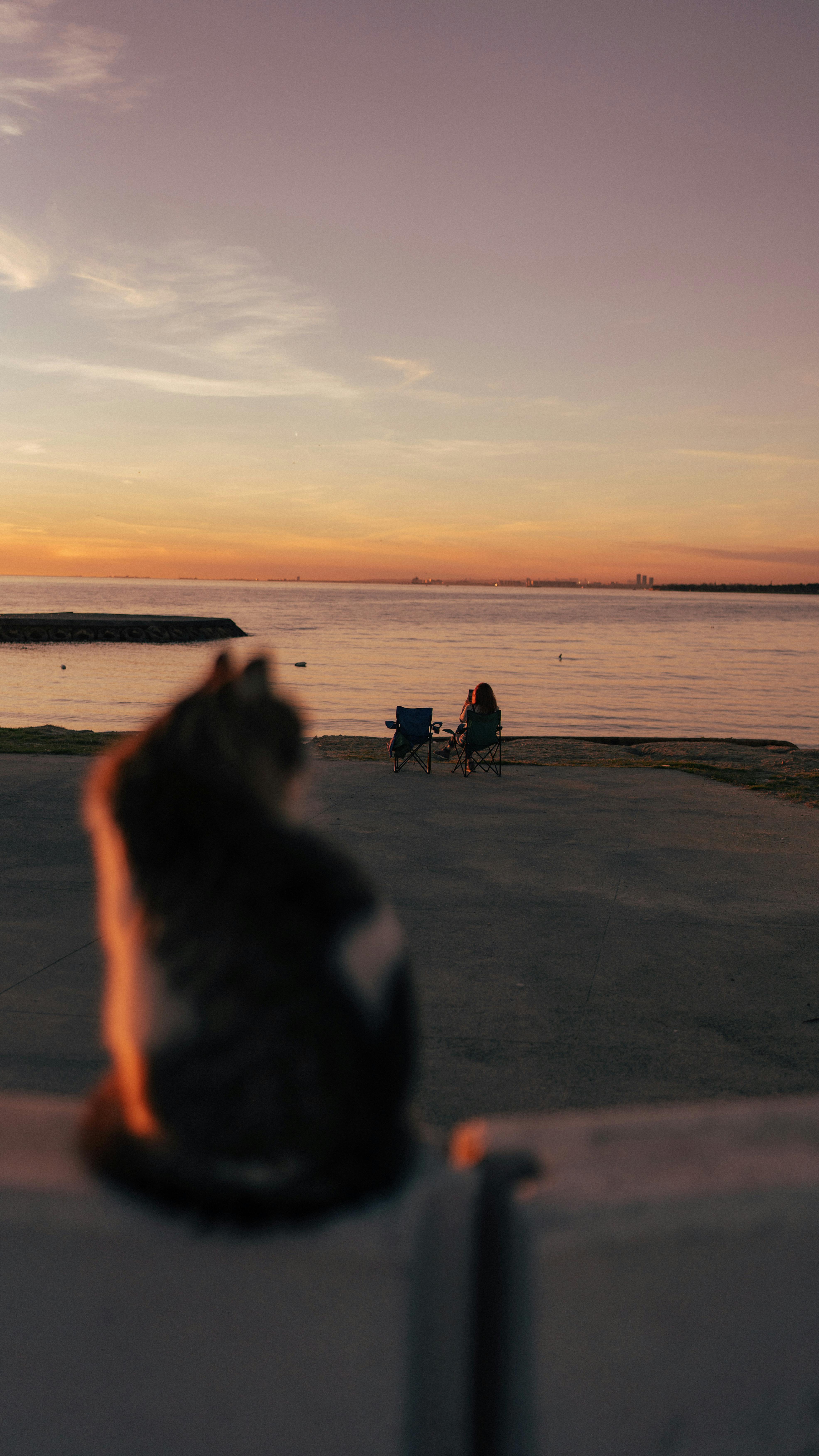 Photo of a Cat on a Beach · Free Stock Photo