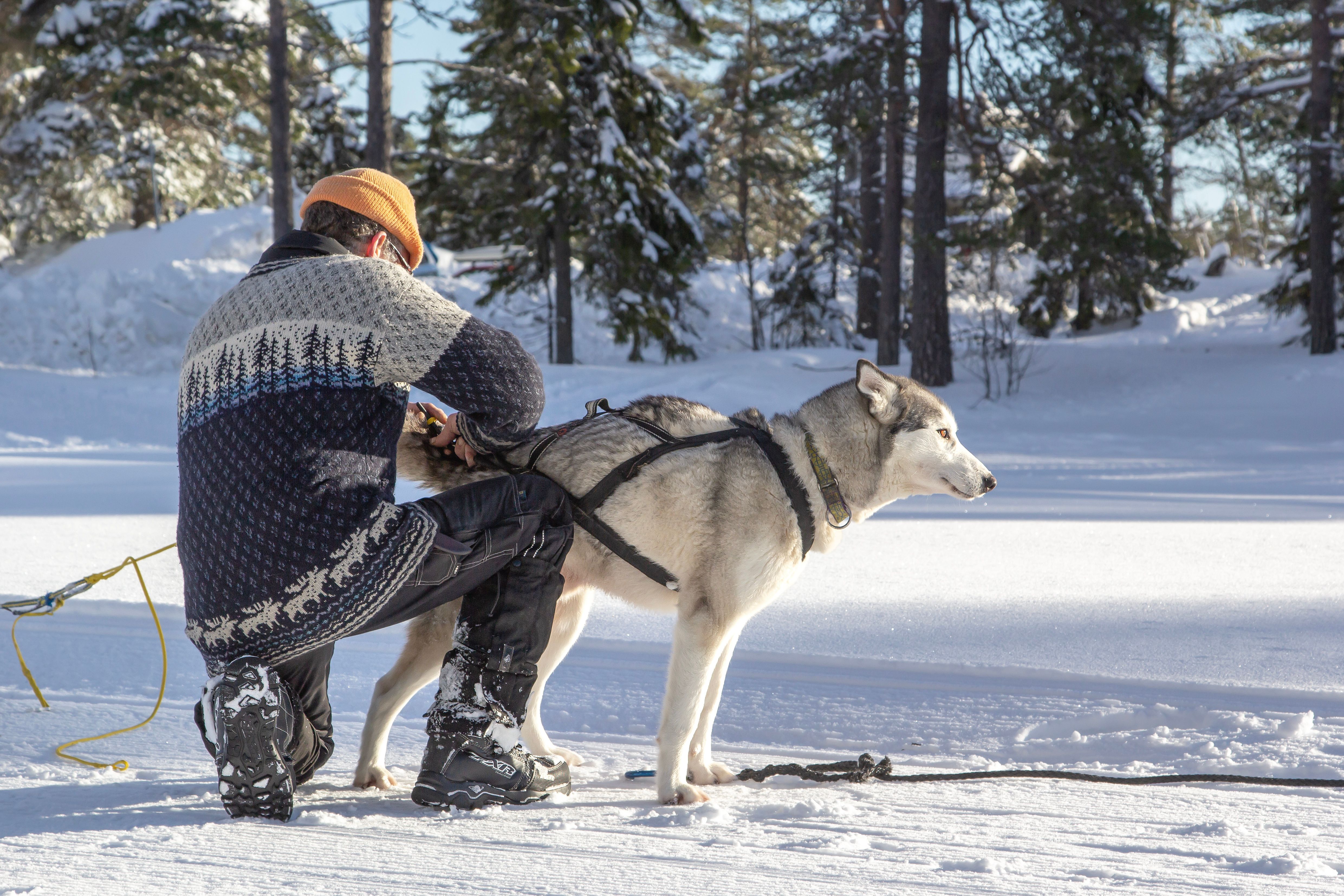 A man kneeling down with a dog on a sled · Free Stock Photo