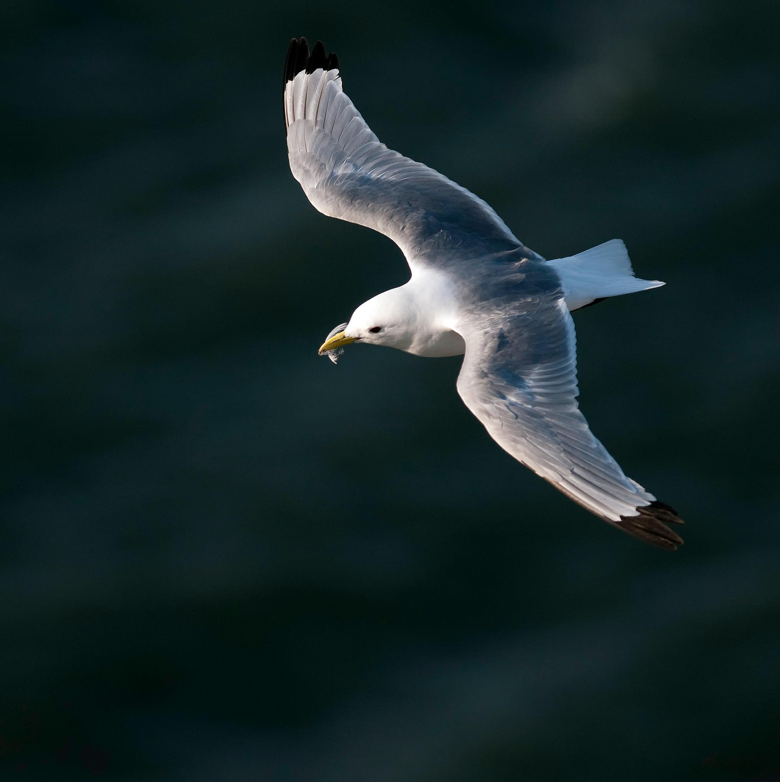 Photo of a Flying Seagull · Free Stock Photo