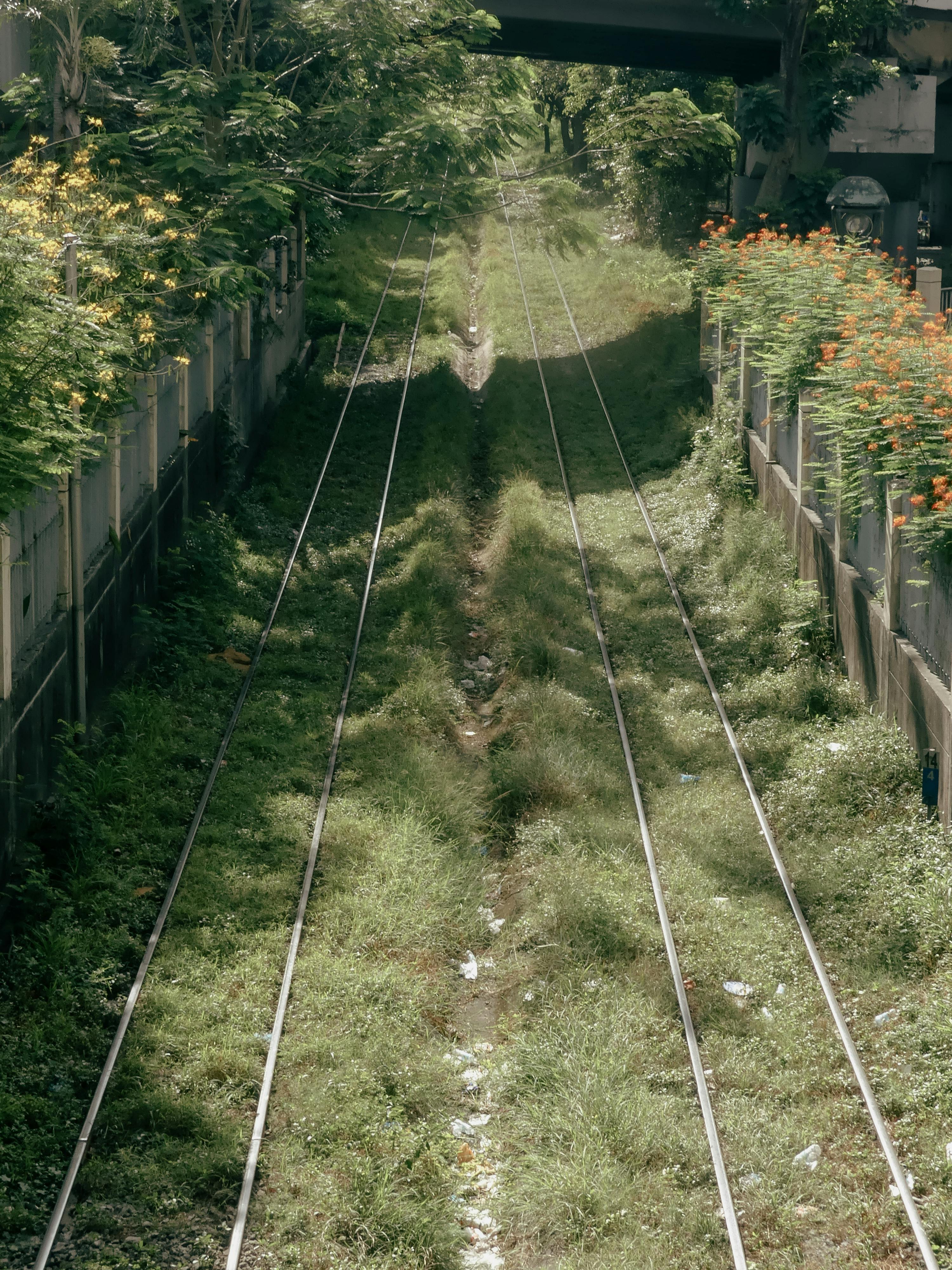 Green Grass Potrait Photos, Download The BEST Free Green Grass Potrait ...