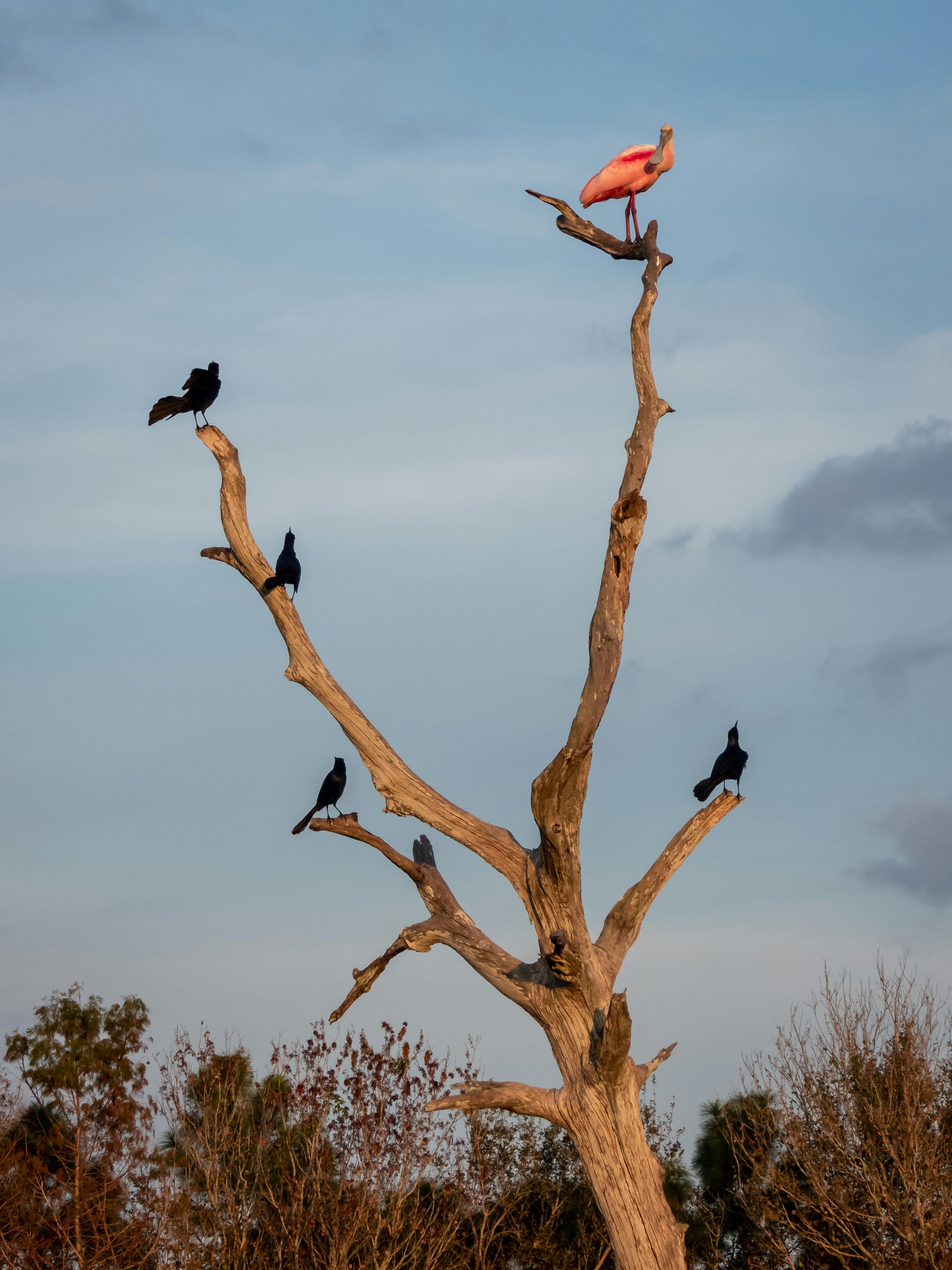 Birds of the Florida Wetlands 9 Photos & Videos Collected by Audrey Foley