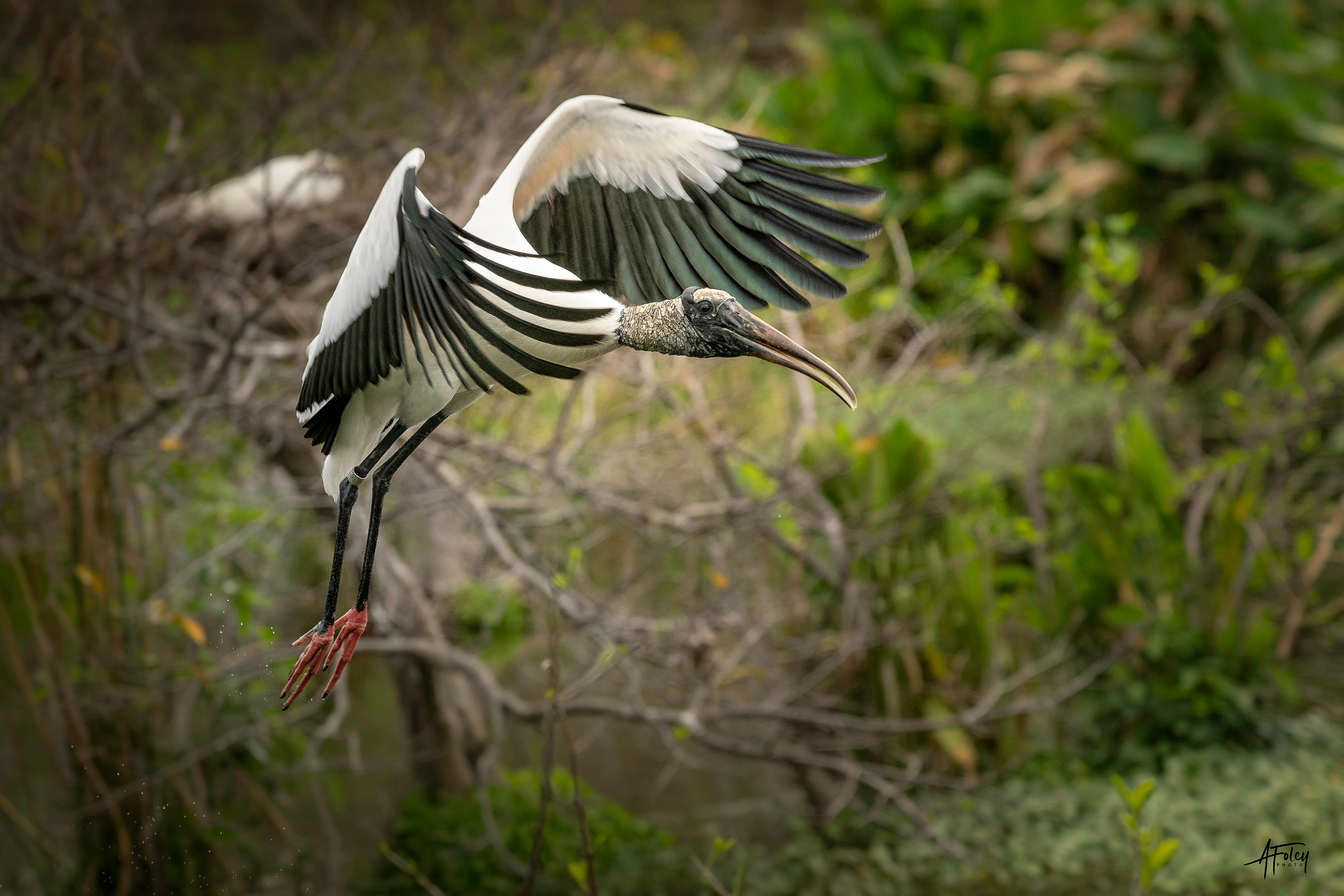 Birds of the Florida Wetlands 9 Photos & Videos Collected by Audrey Foley