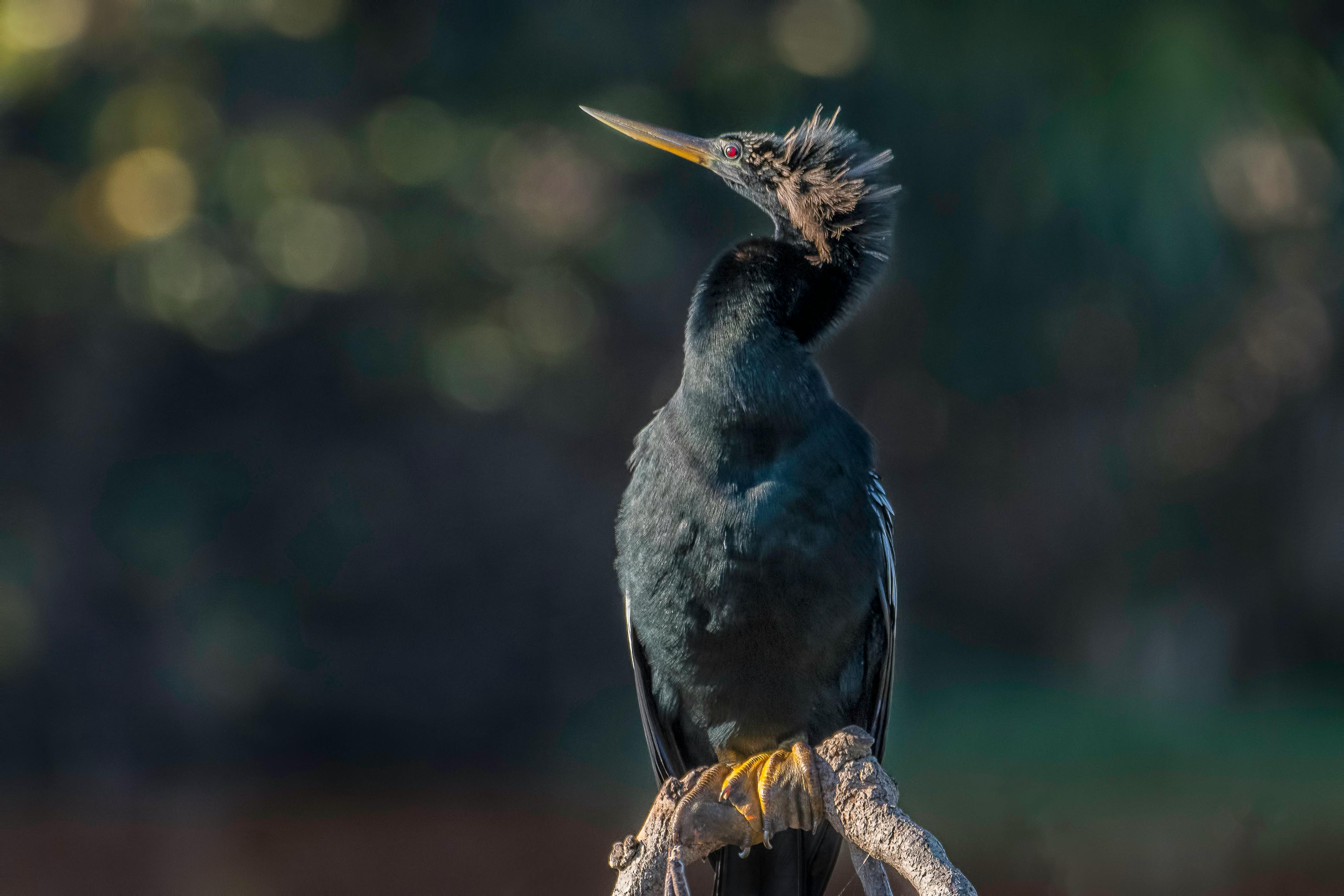 Birds of the Florida Wetlands 9 Photos & Videos Collected by Audrey Foley