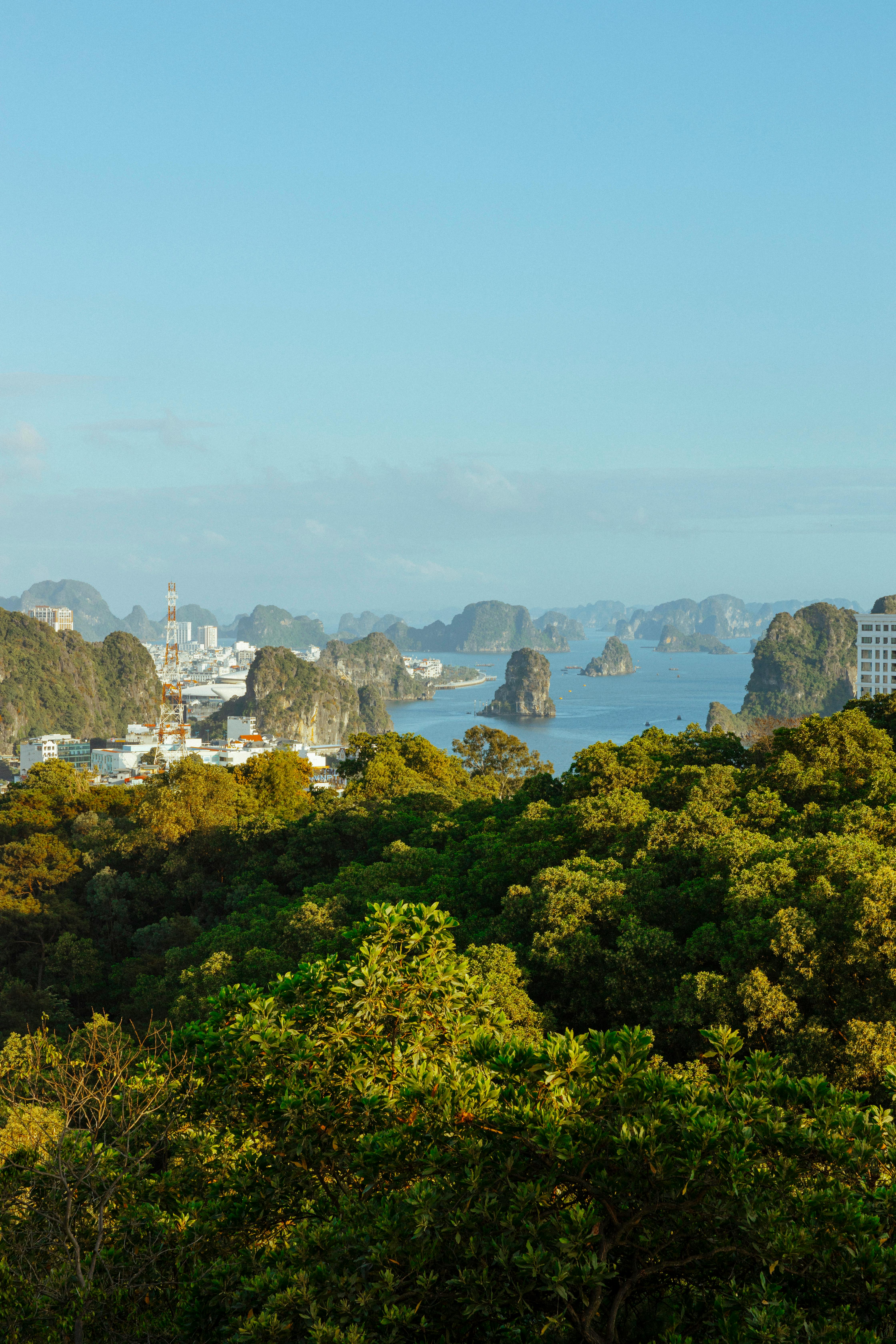 Forest on Sea Coast · Free Stock Photo