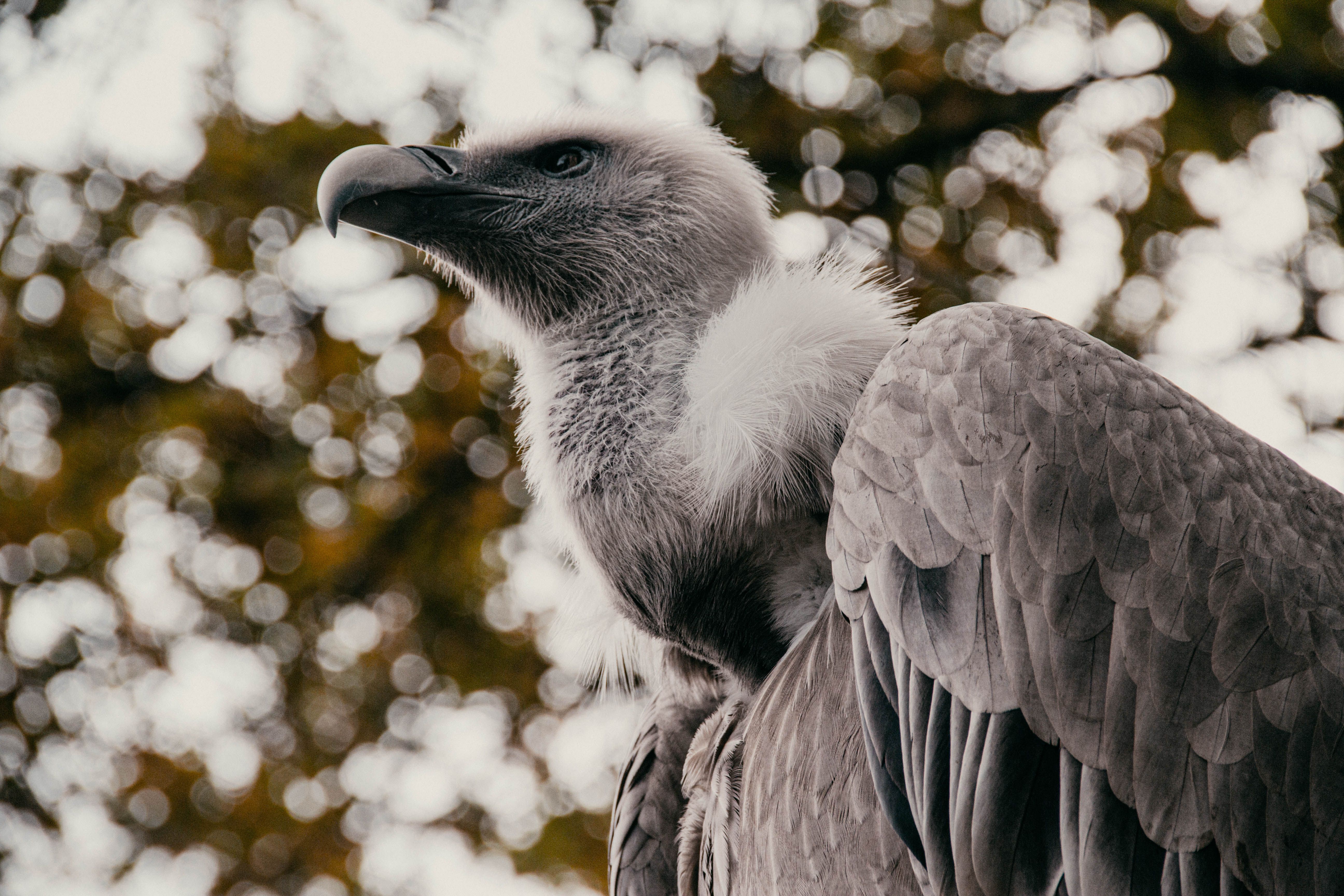 Vulture in a Forest · Free Stock Photo