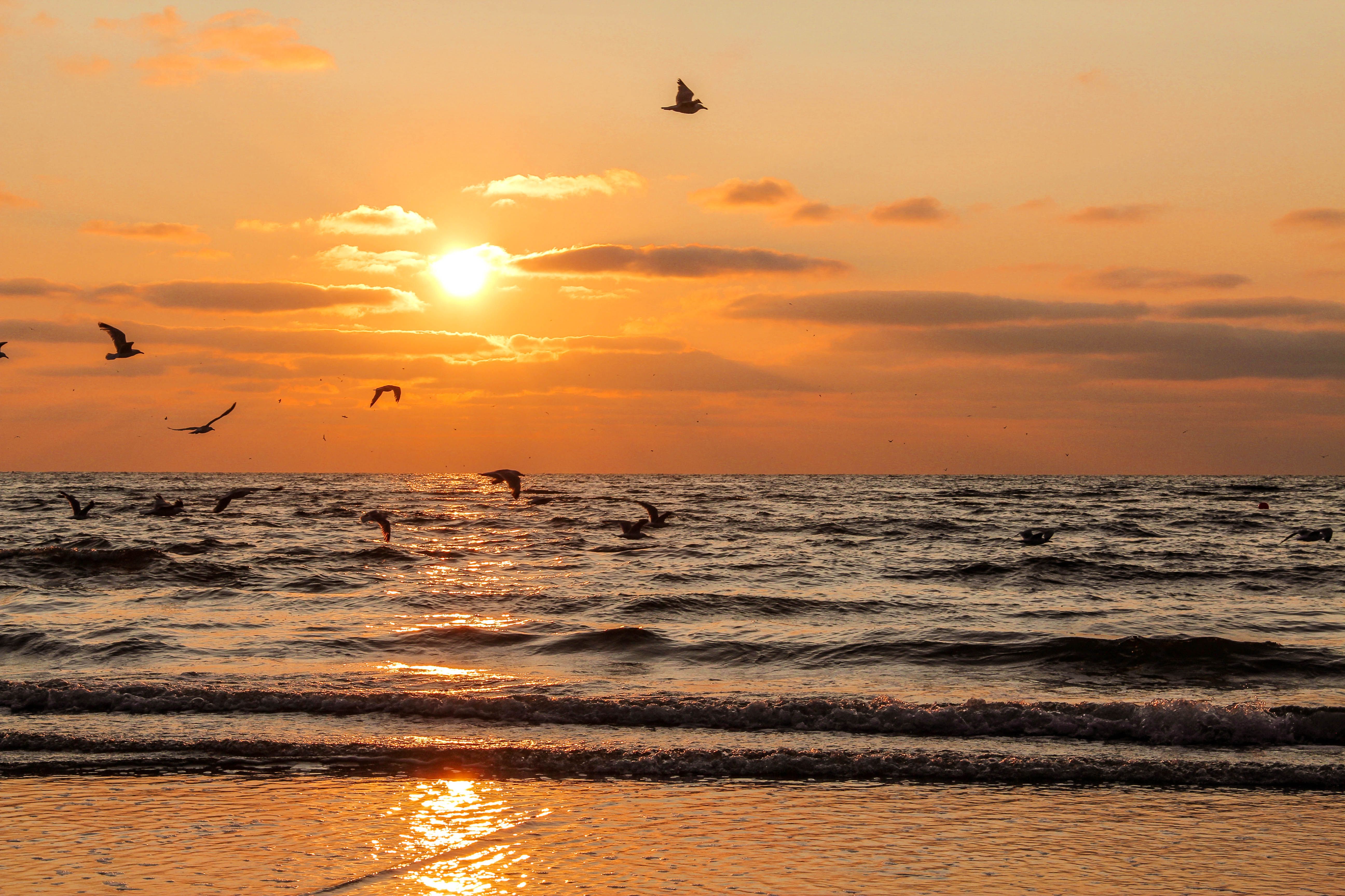 Flock Of White Birds Photo During Sunset · Free Stock Photo