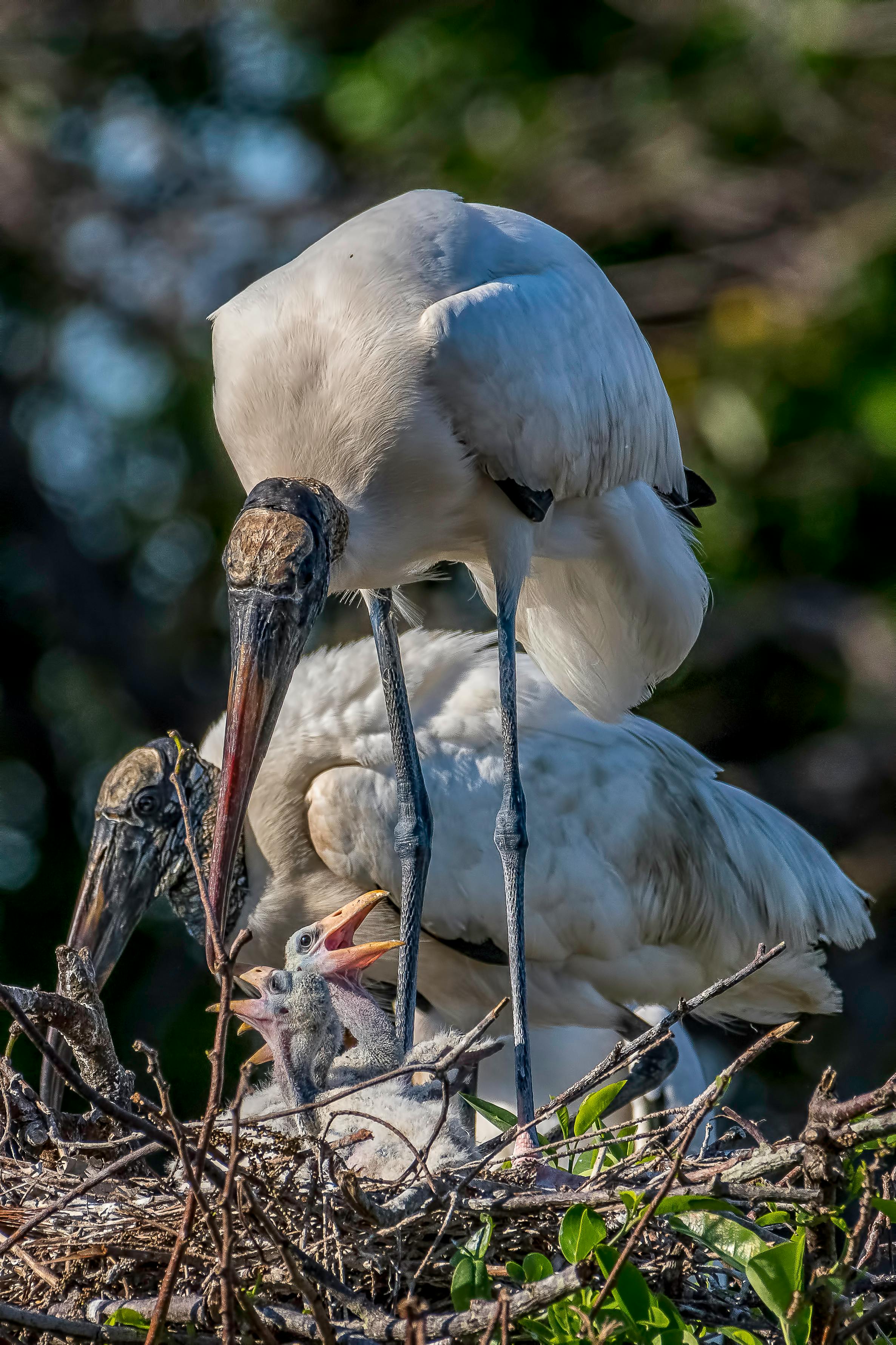Birds of the Florida Wetlands 9 Photos & Videos Collected by Audrey Foley