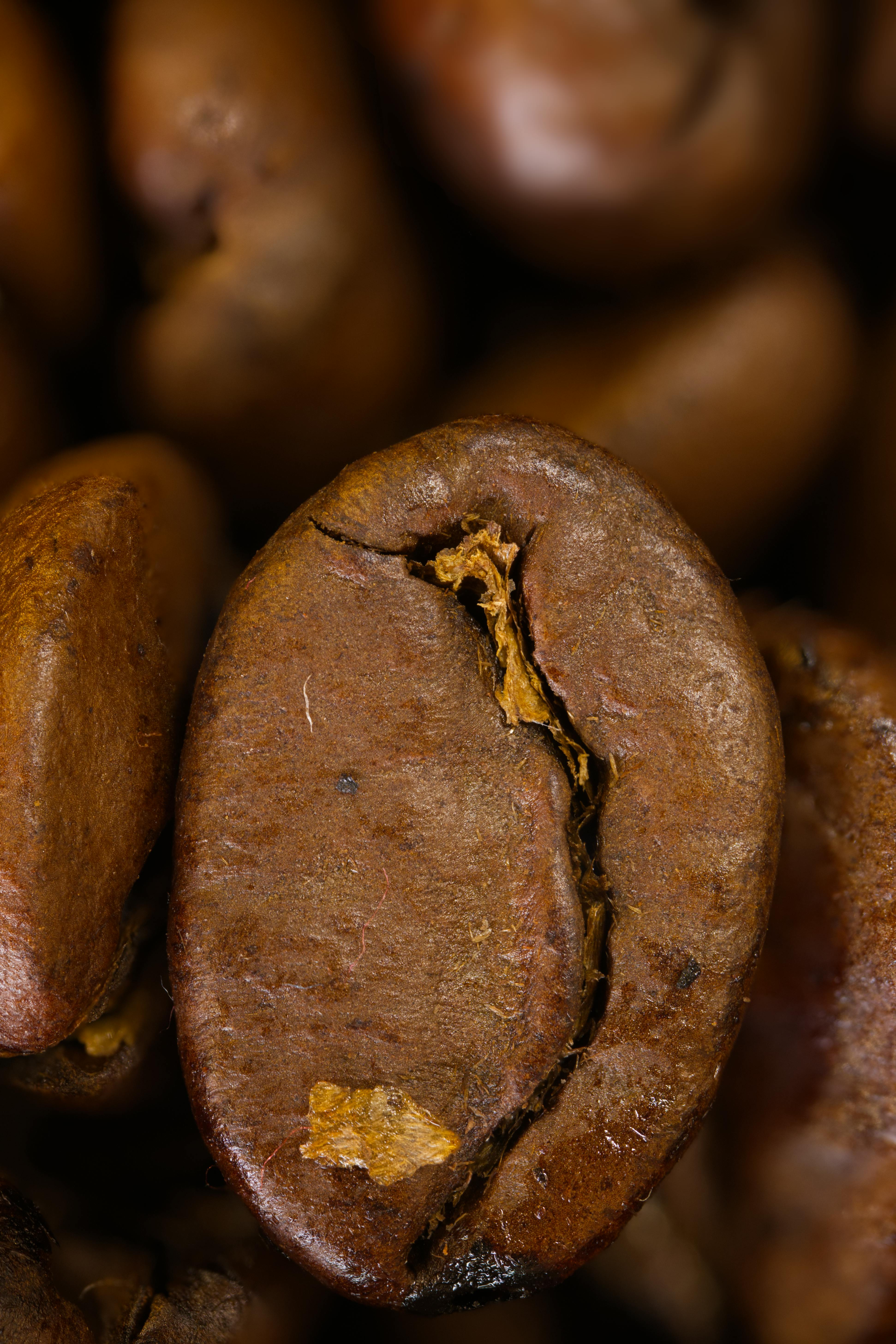 Coffe Beans Photos, Download The BEST Free Coffe Beans Stock Photos ...
