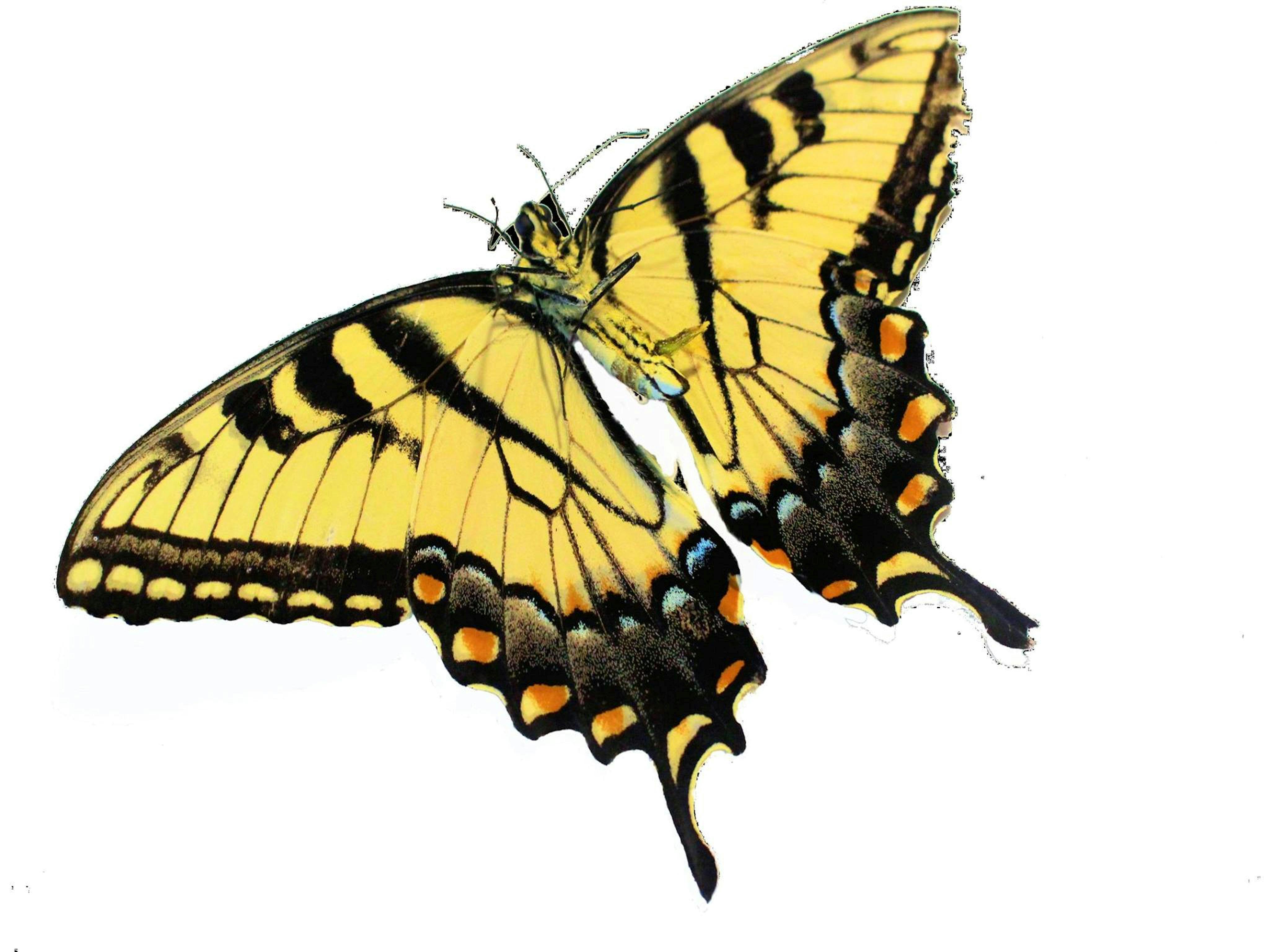 Marcus Goodman - Photography