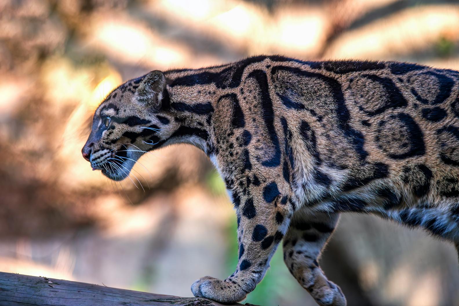 Formosan Clouded Leopard Declared Extinct in Taiwan