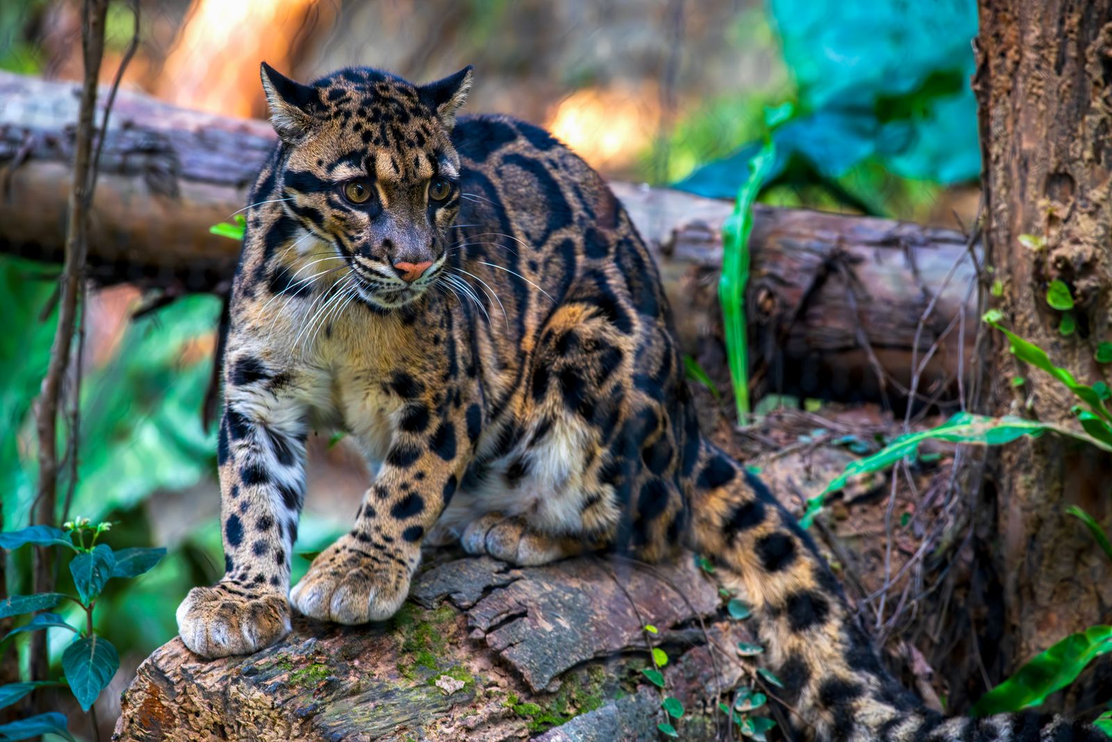 Cloud Leopard Photos, Download The BEST Free Cloud Leopard Stock Photos ...