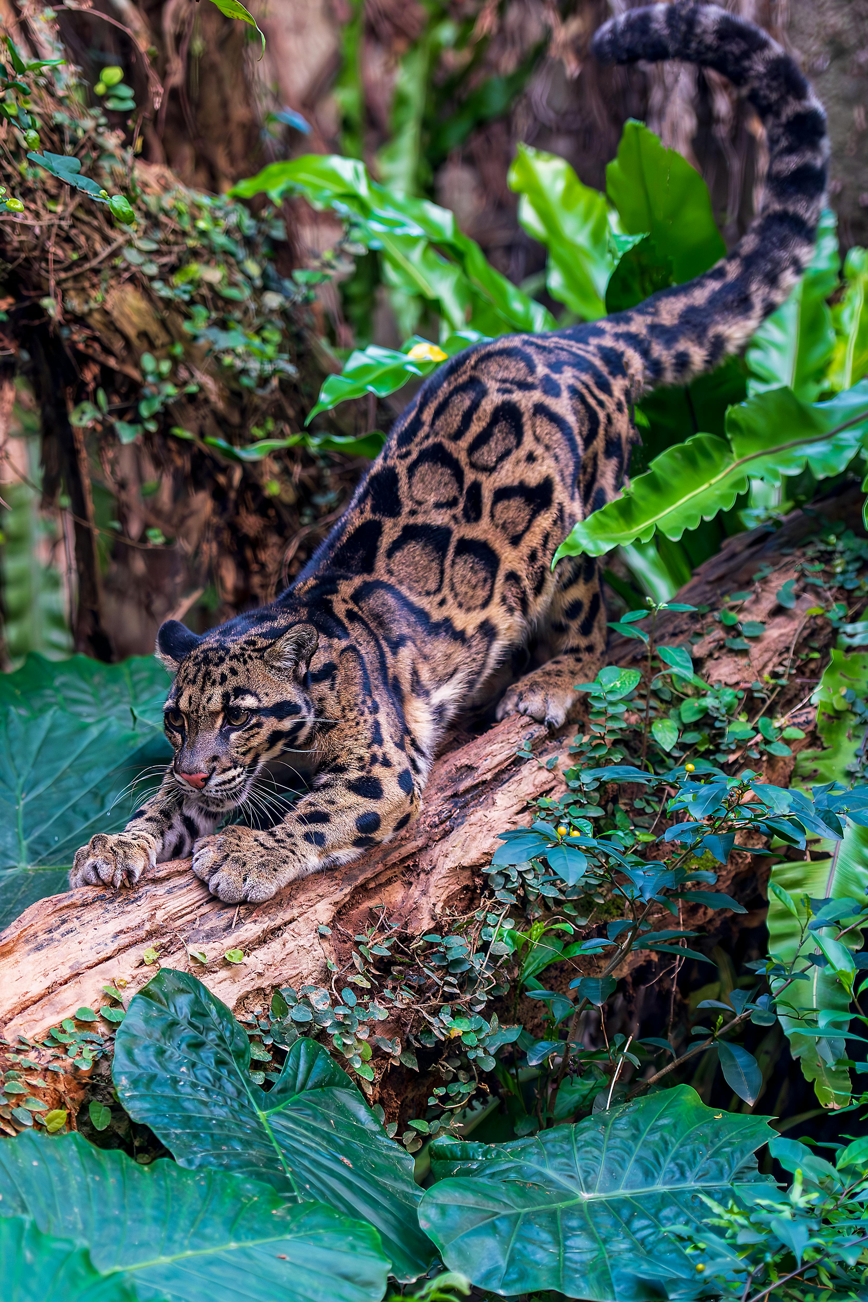 Clouded Leopard Sharping Claws on a Tree Trunk · Free Stock Photo