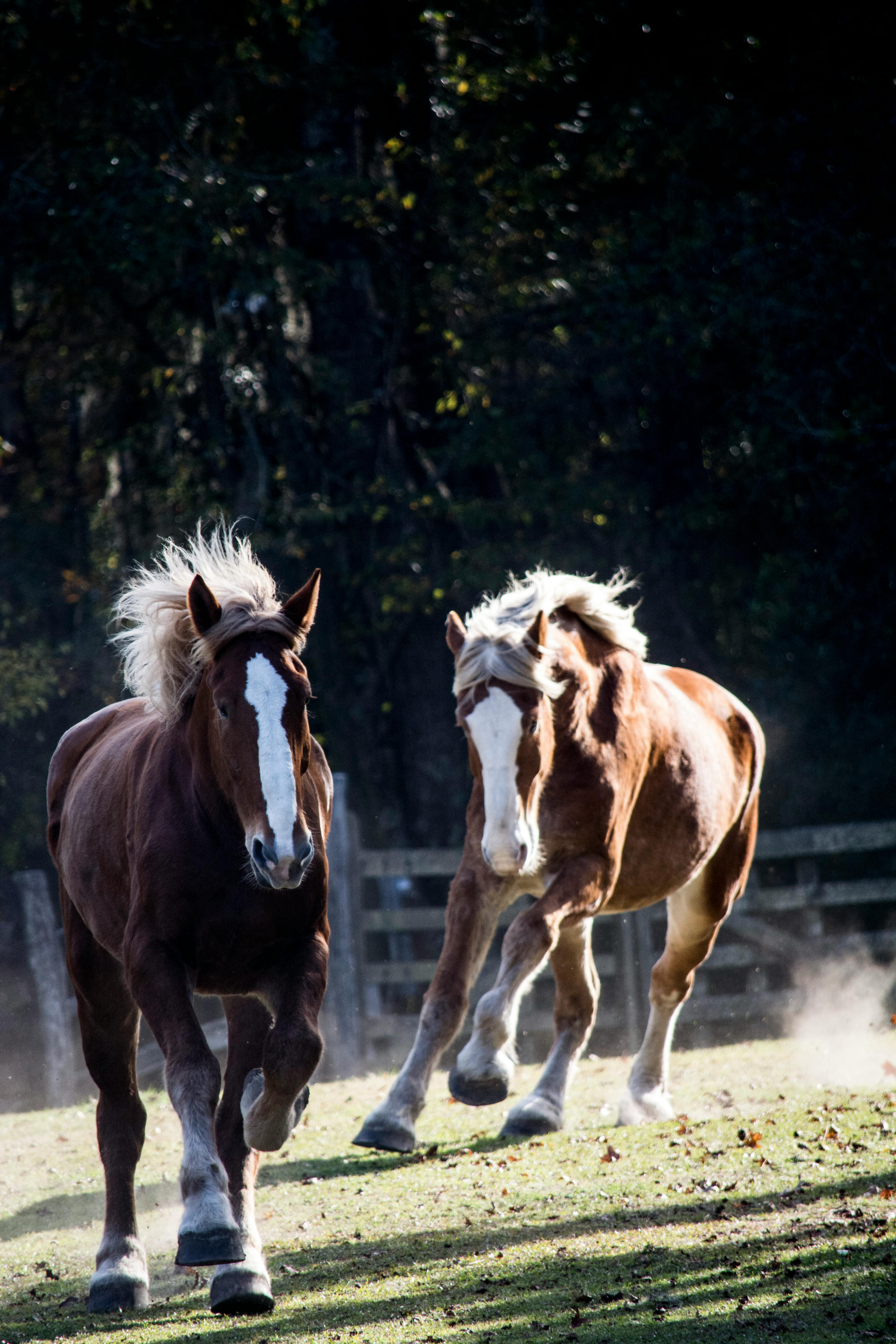 4k 7 Horses Running Photos, Download The BEST Free 4k 7 Horses Running ...