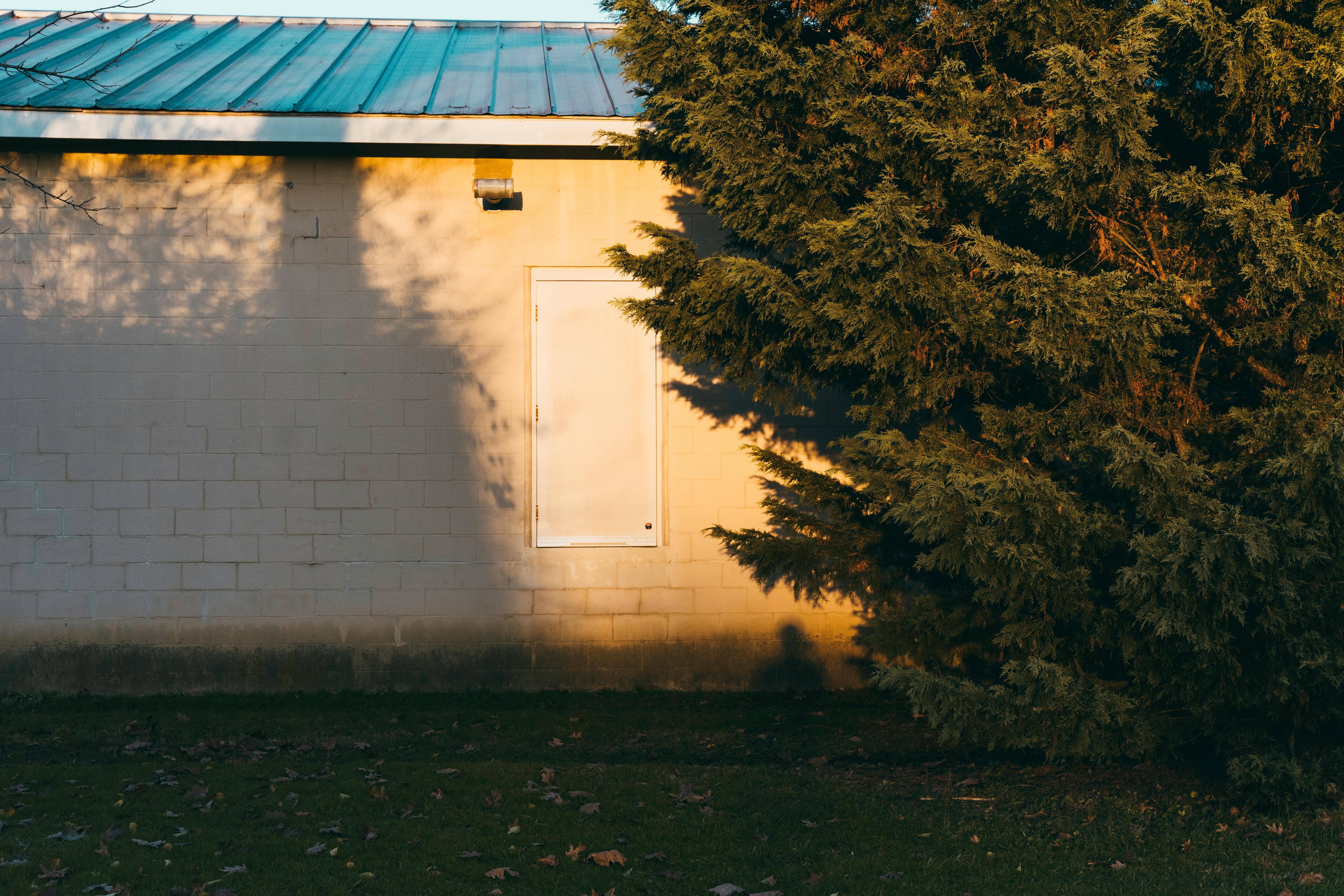 Evergreen Tree by Cabin · Free Stock Photo