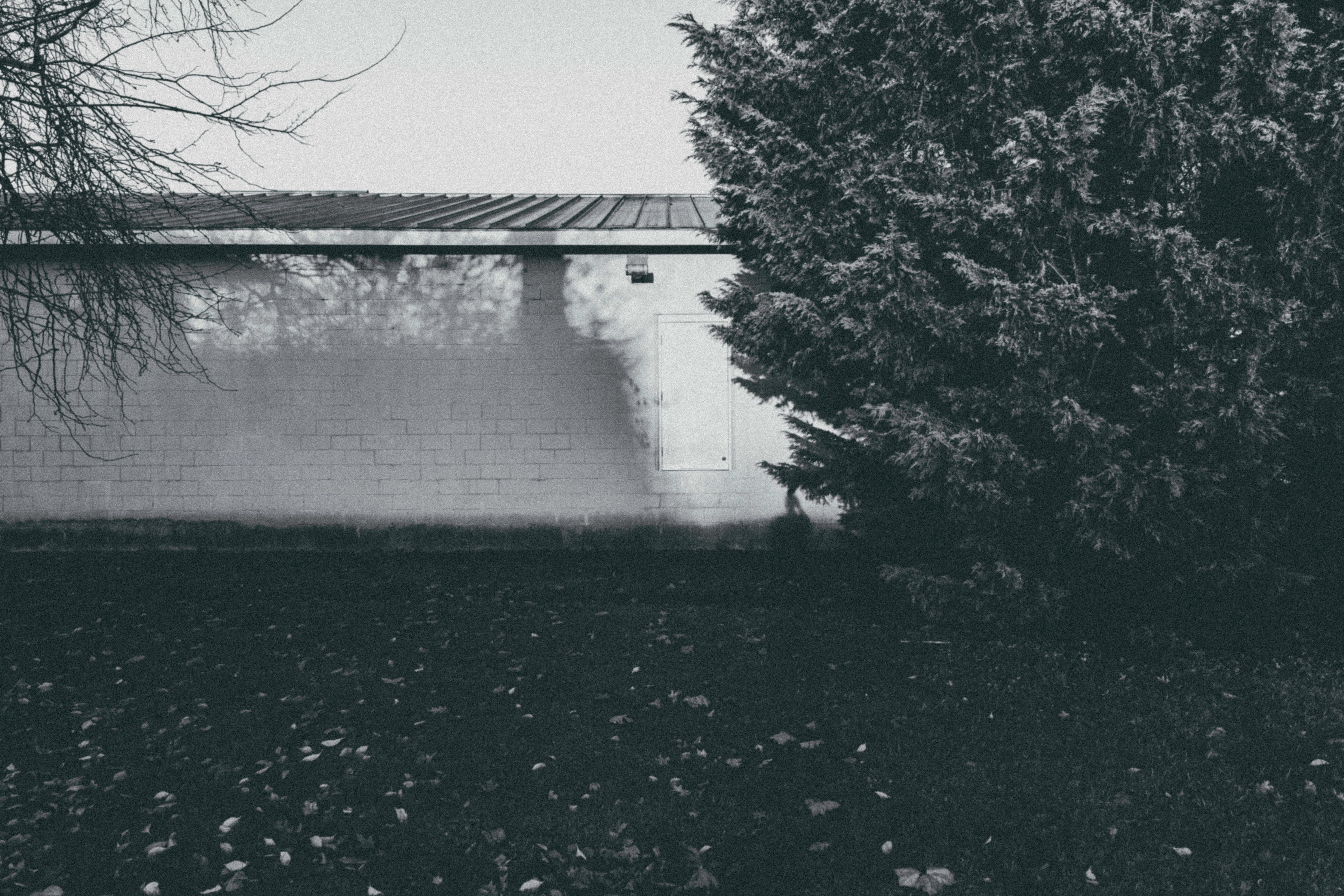 Coniferous Tree Next to a Brick Building Without Windows · Free Stock Photo