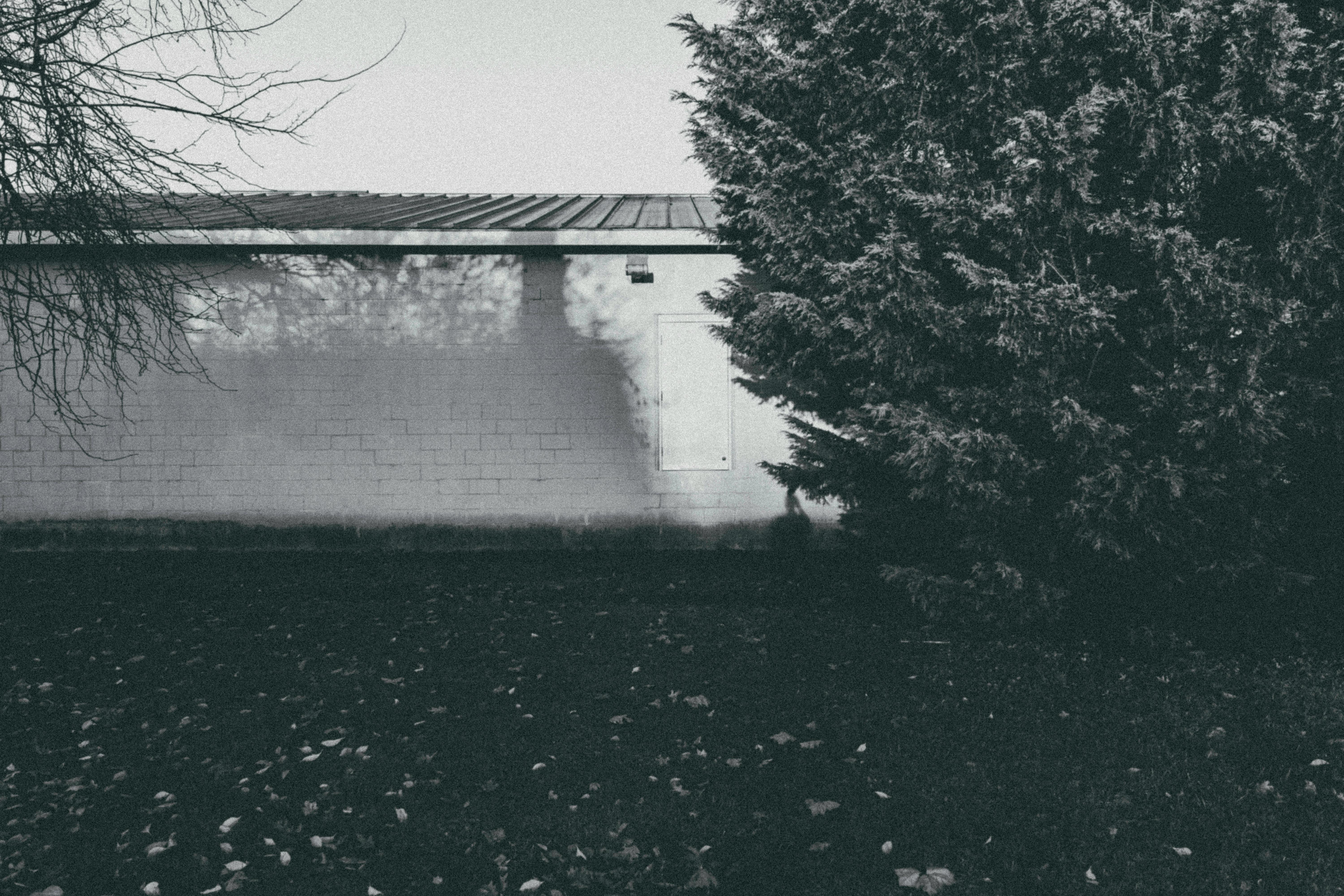 Coniferous Tree Next to a Brick Building Without Windows · Free Stock Photo