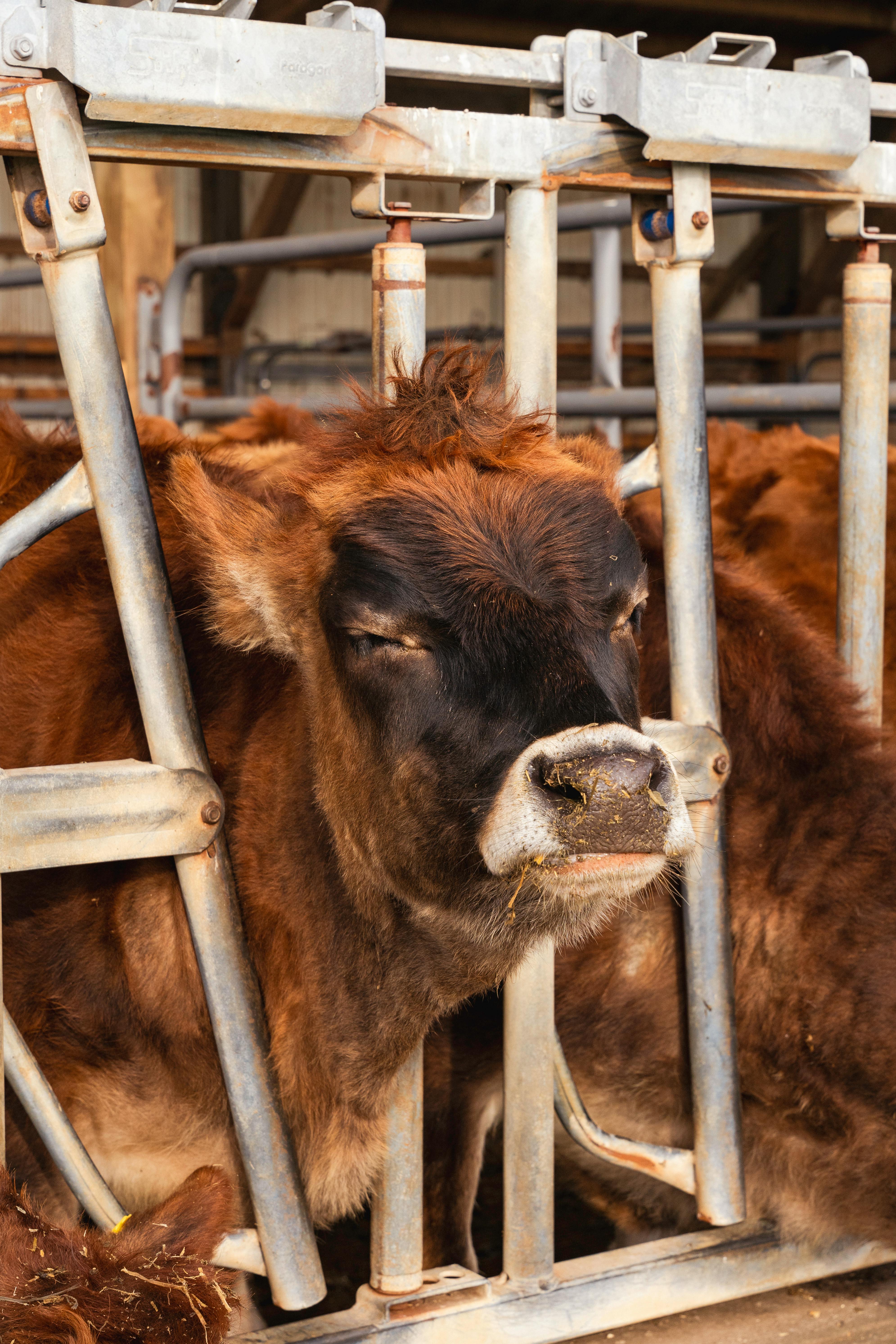 Cows Fed in Cages · Free Stock Photo