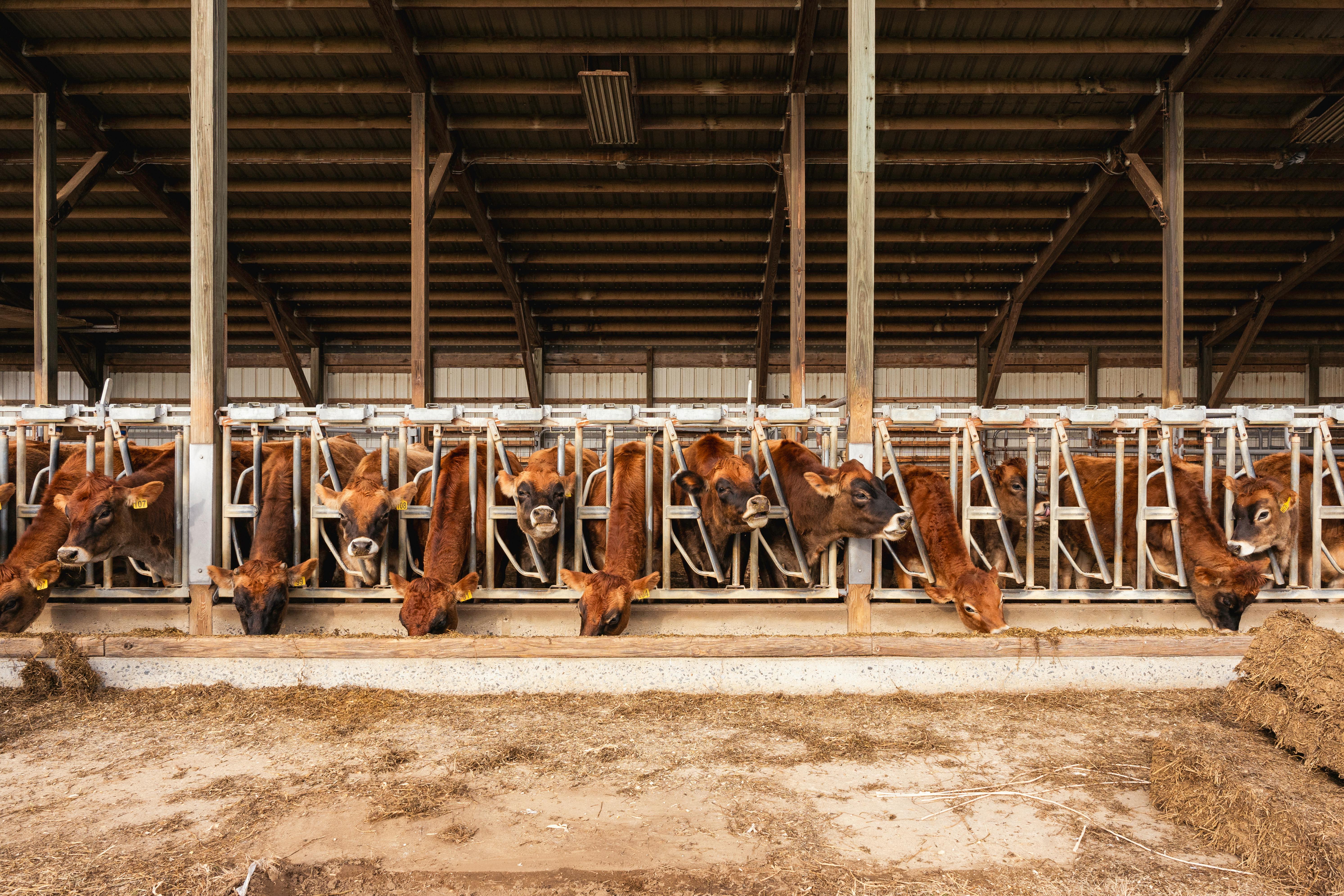 Cattle in Barn · Free Stock Photo