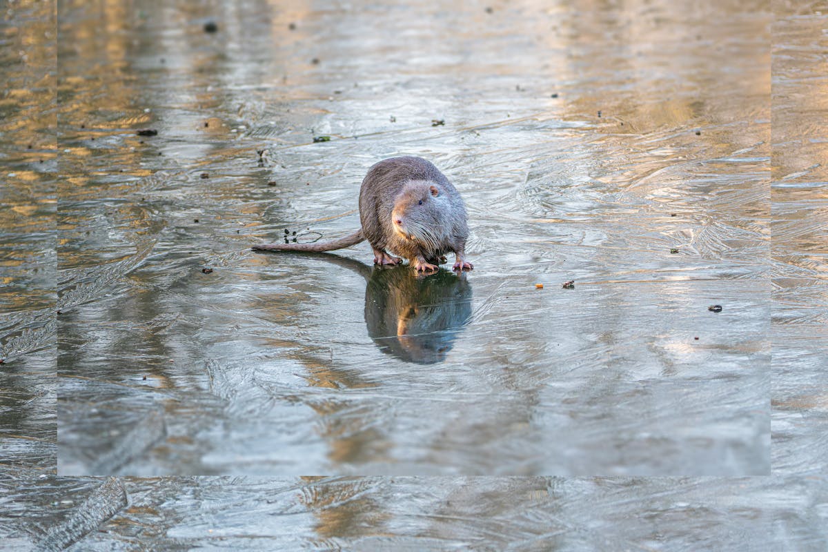 North American Beavers: Keystone Species Explained