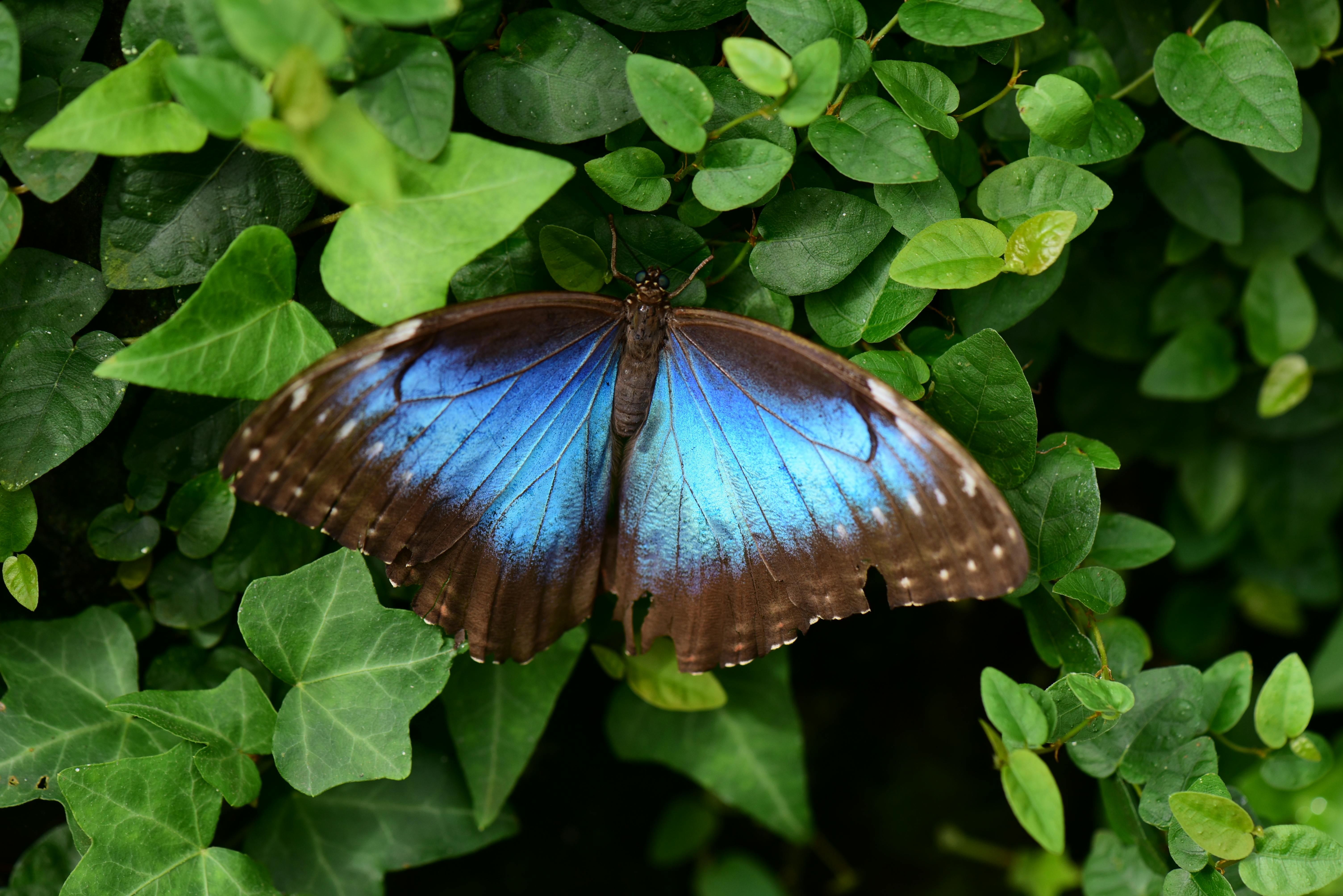 Close up of Blue Butterfly · Free Stock Photo