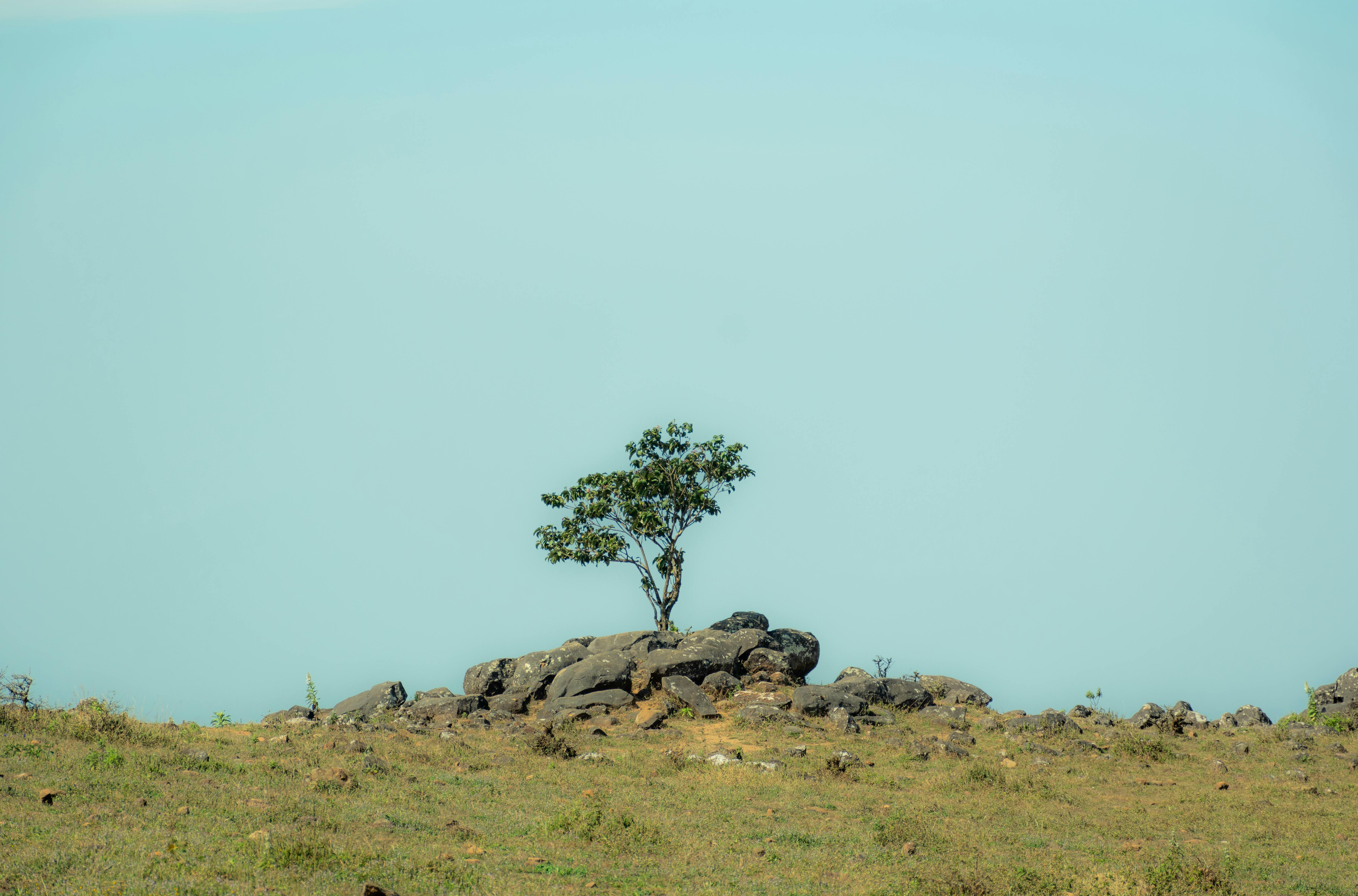 Single Tree on Rocks in Countryside · Free Stock Photo